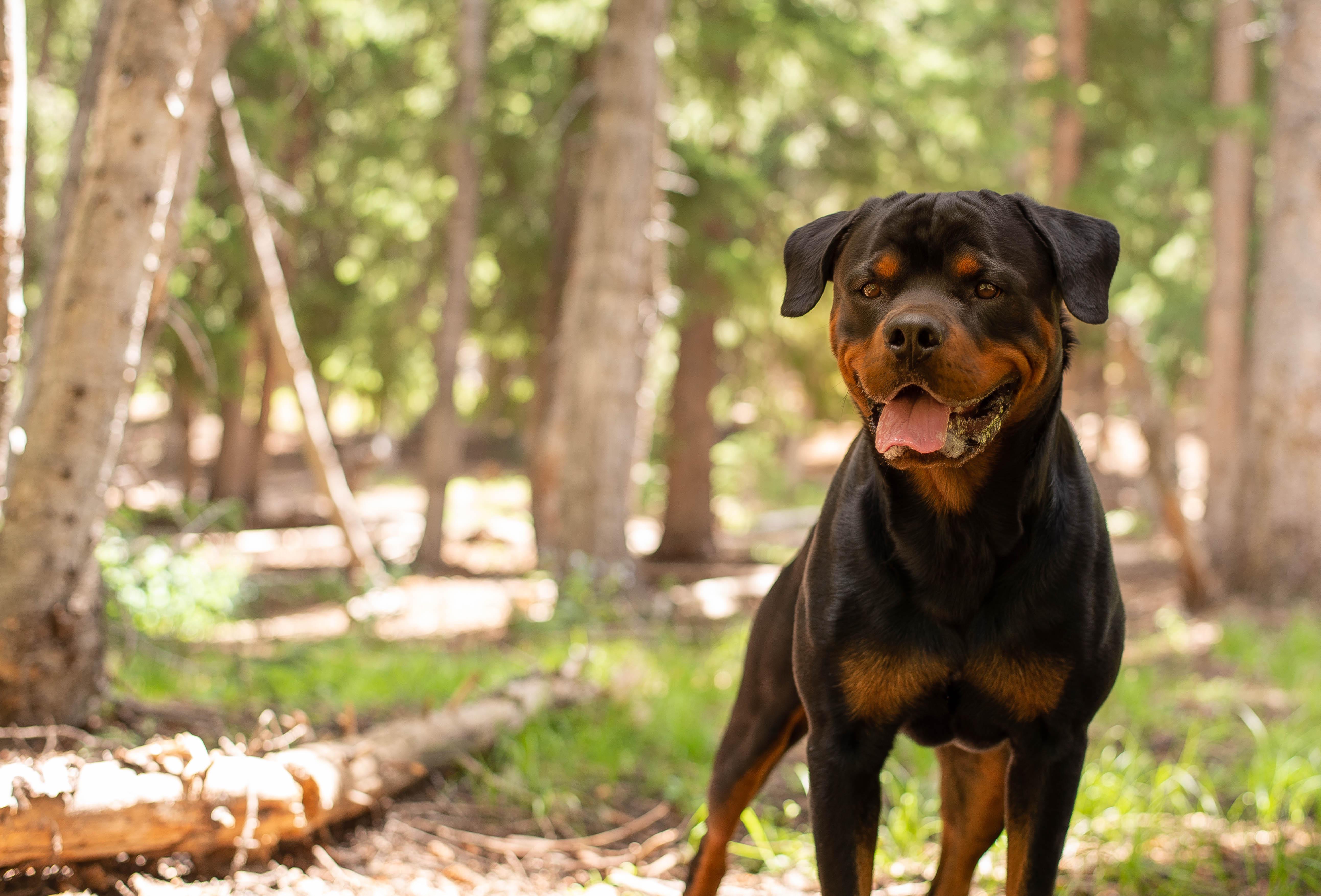 Rottweilers are just different. They really are the most stunning breed | Scrolller