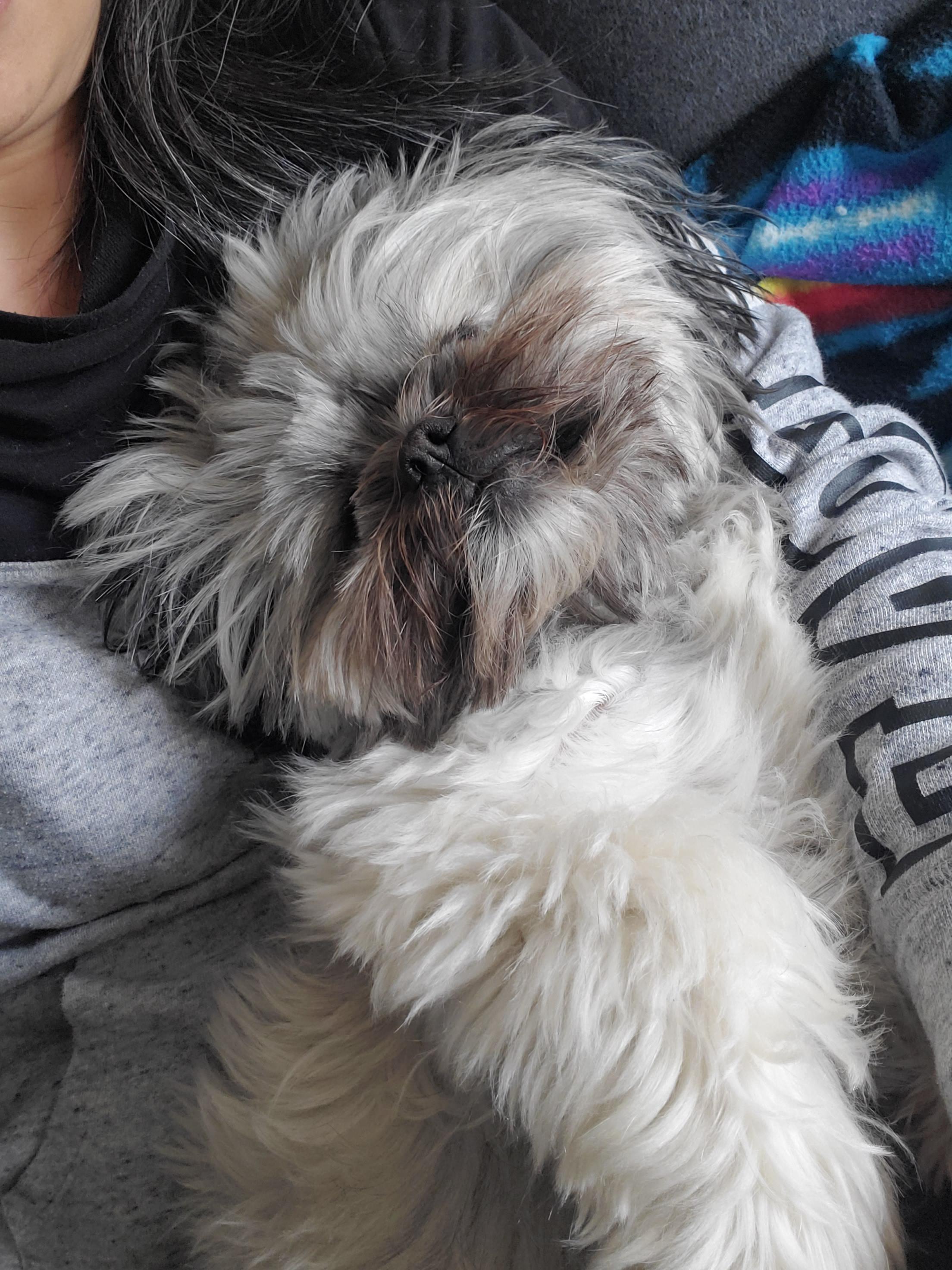 Flompy muppet | Scrolller