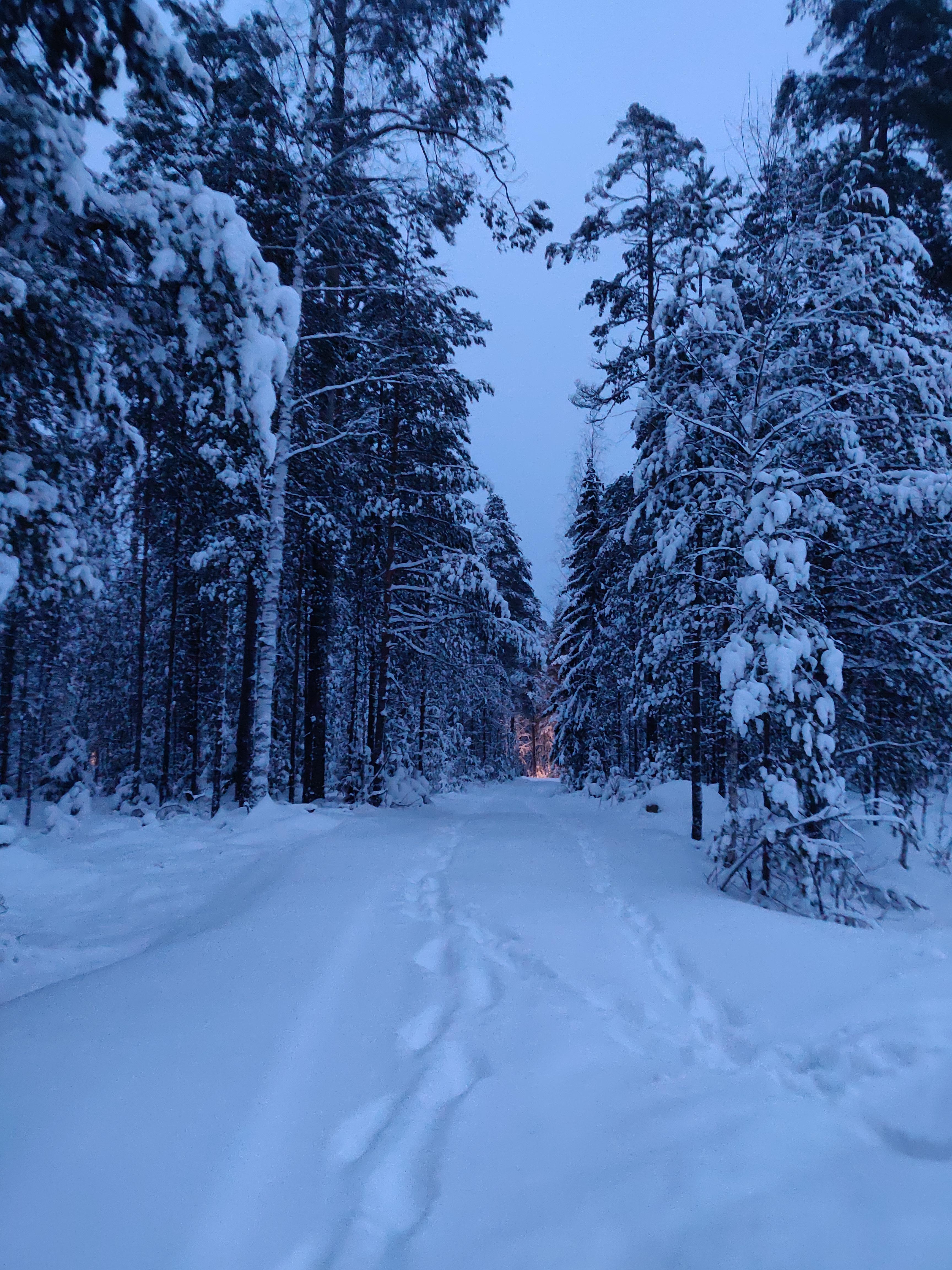 Snowy forest from Finland. | Scrolller