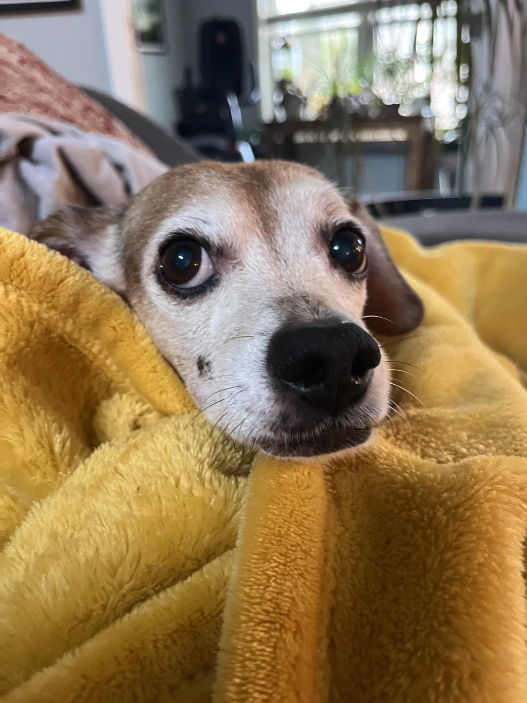 Sir Walter was very brave getting his stitches out today! | Scrolller