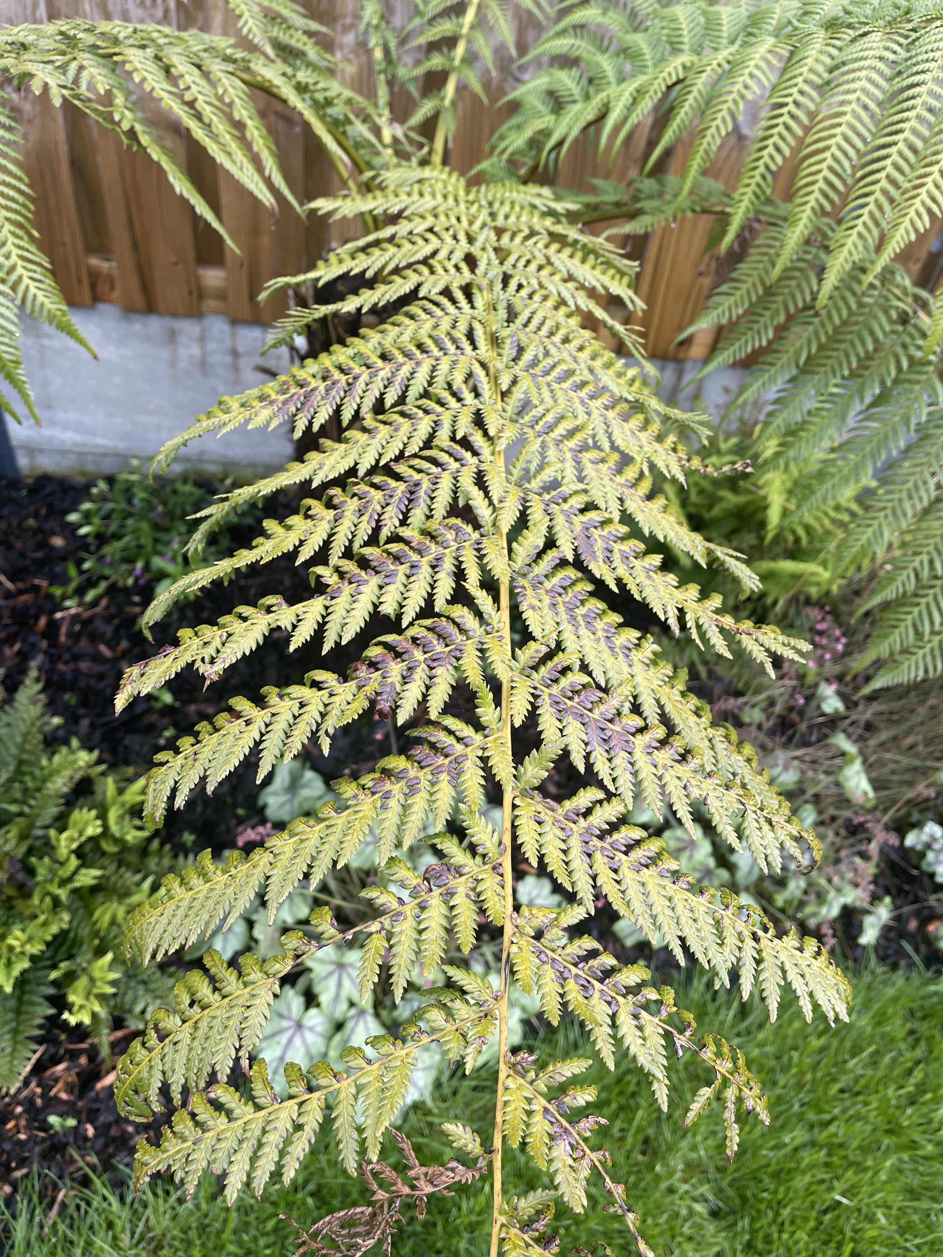 What are these black spots on my fern tree’s leaves? | Scrolller
