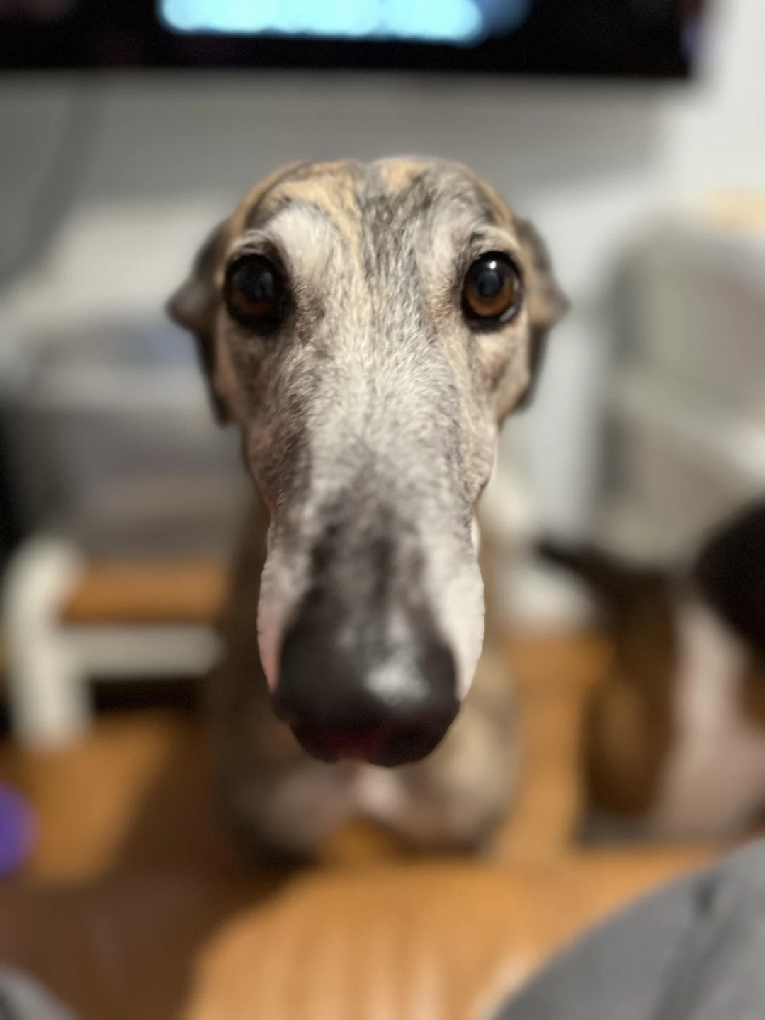 Look into my eyes and boop me. | Scrolller