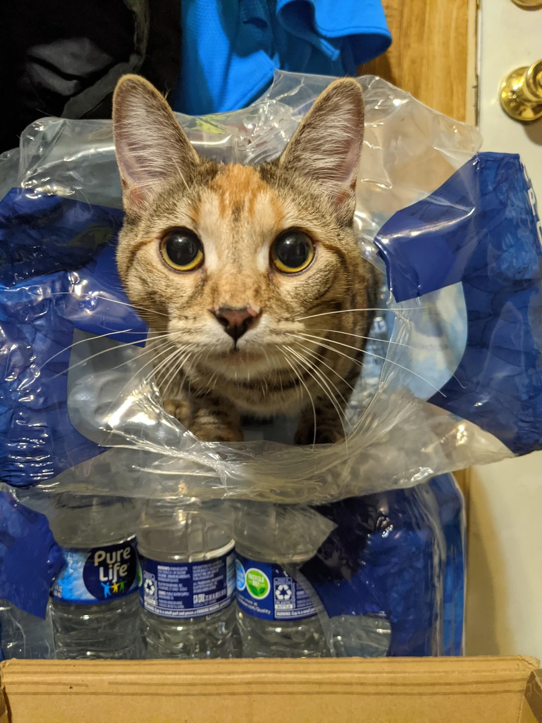 She enjoys the water packaging over everything. She's so special, Reddit meet Nala | Scrolller