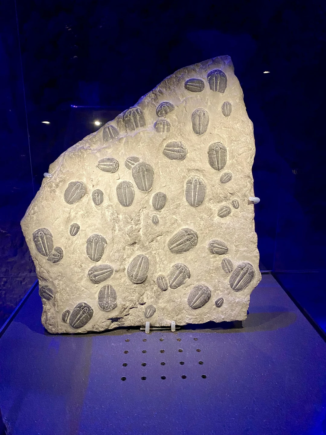 Fossil in Barcelona museum | Scrolller
