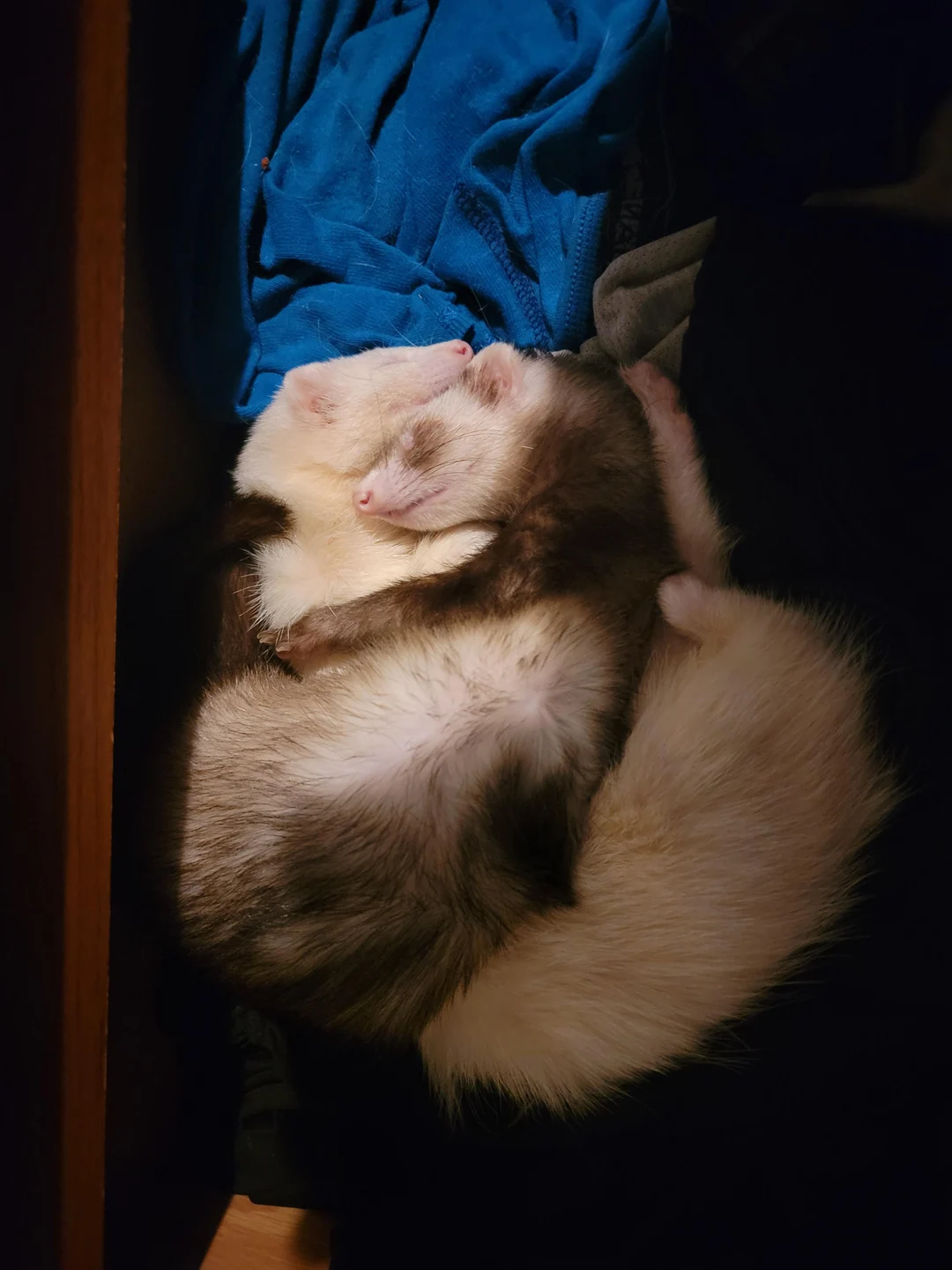 Artemis and Athena are cuddle buddies | Scrolller