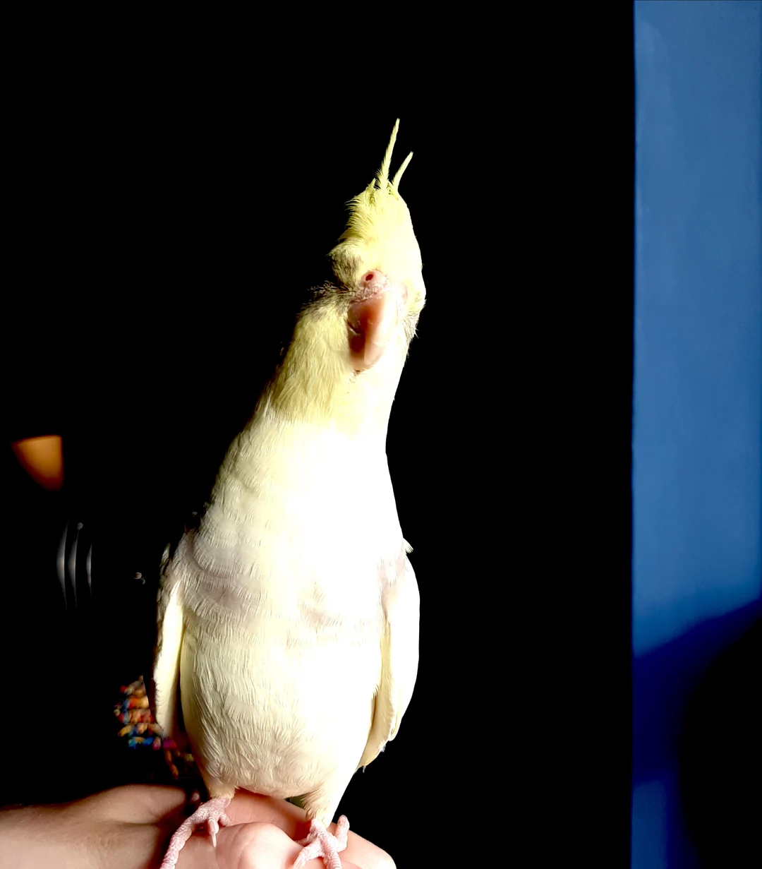 Birb’s New Album Cover | Scrolller