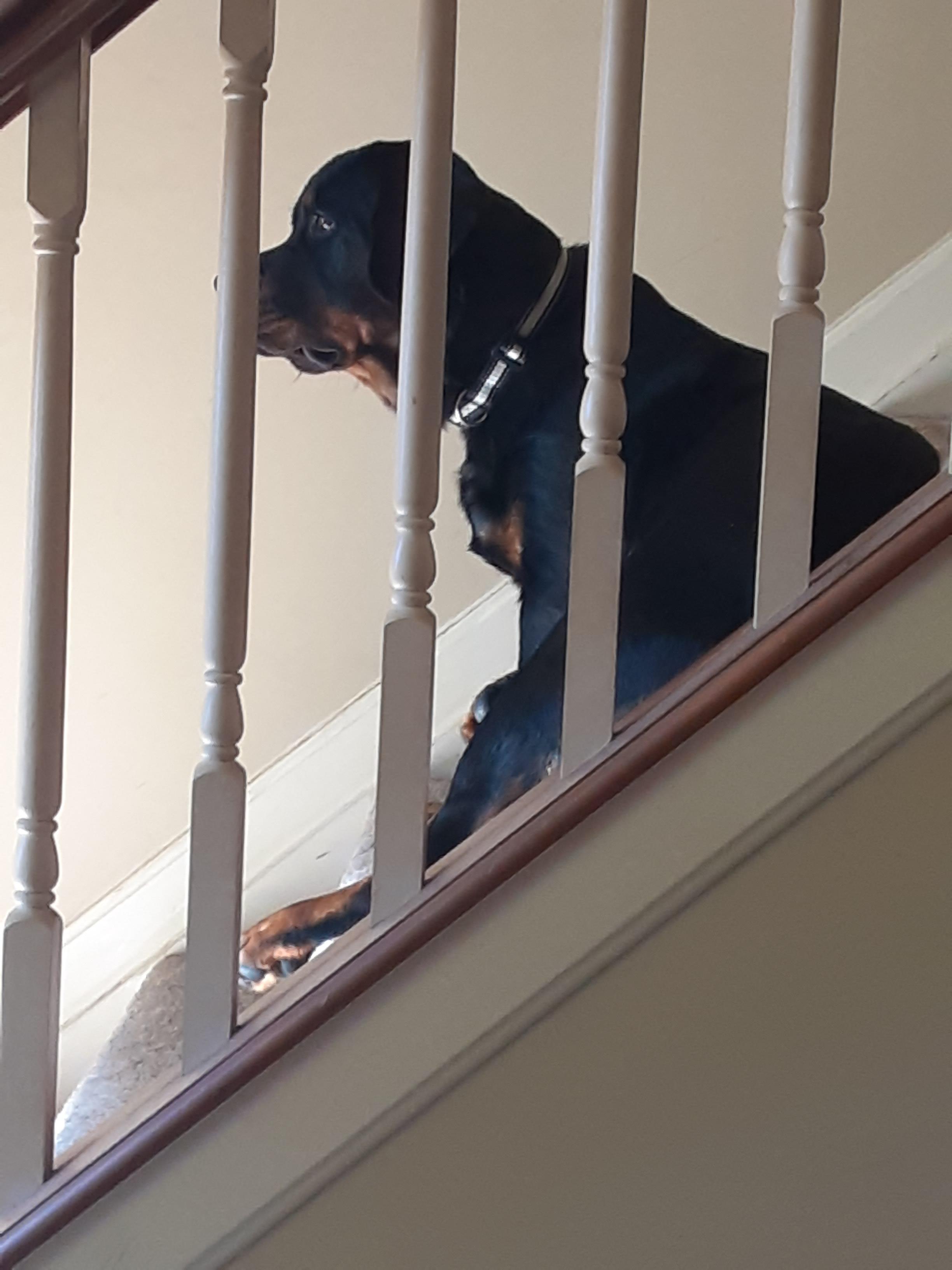 on guard on the staircase | Scrolller