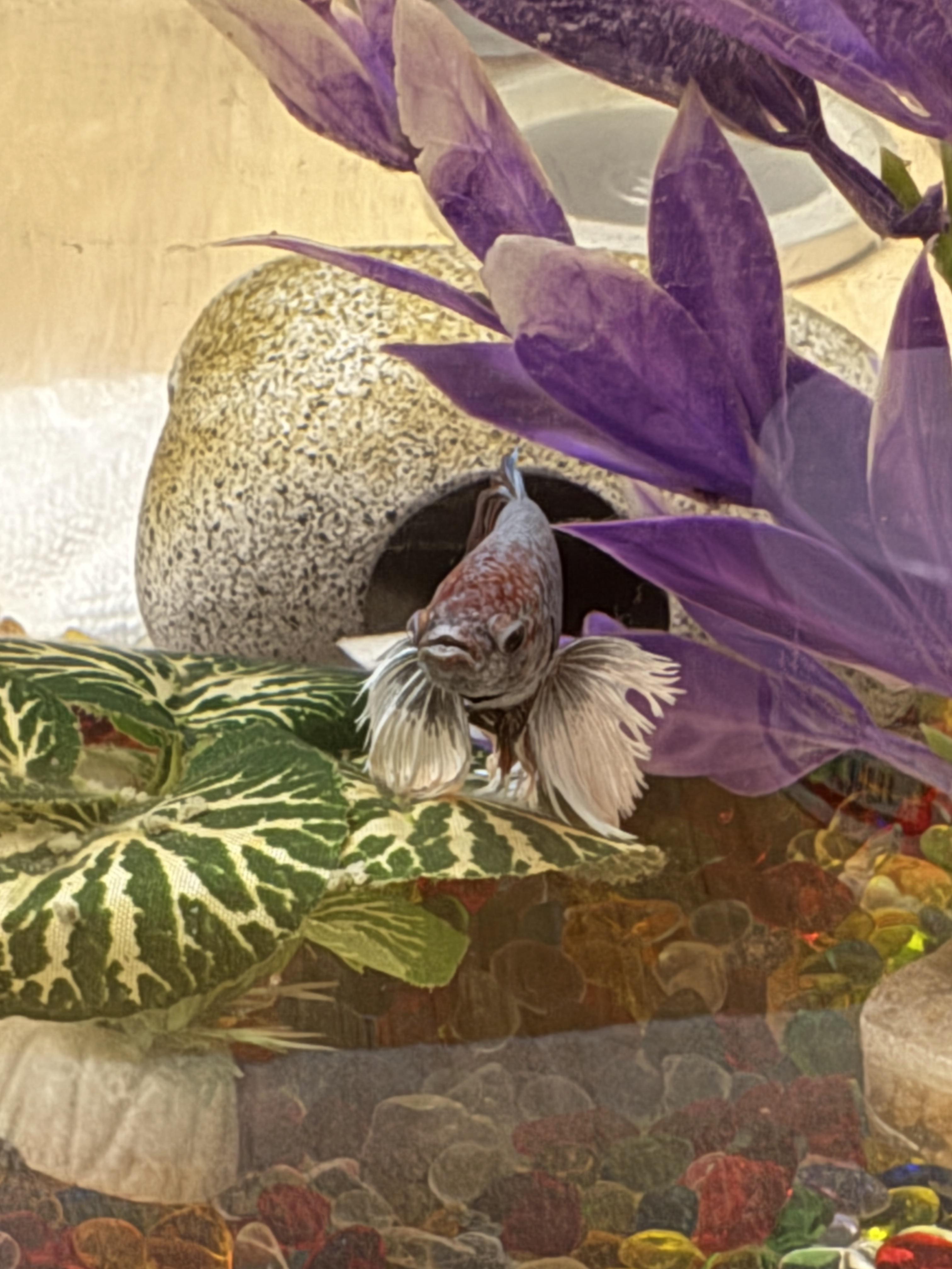 Dramatic fish | Scrolller