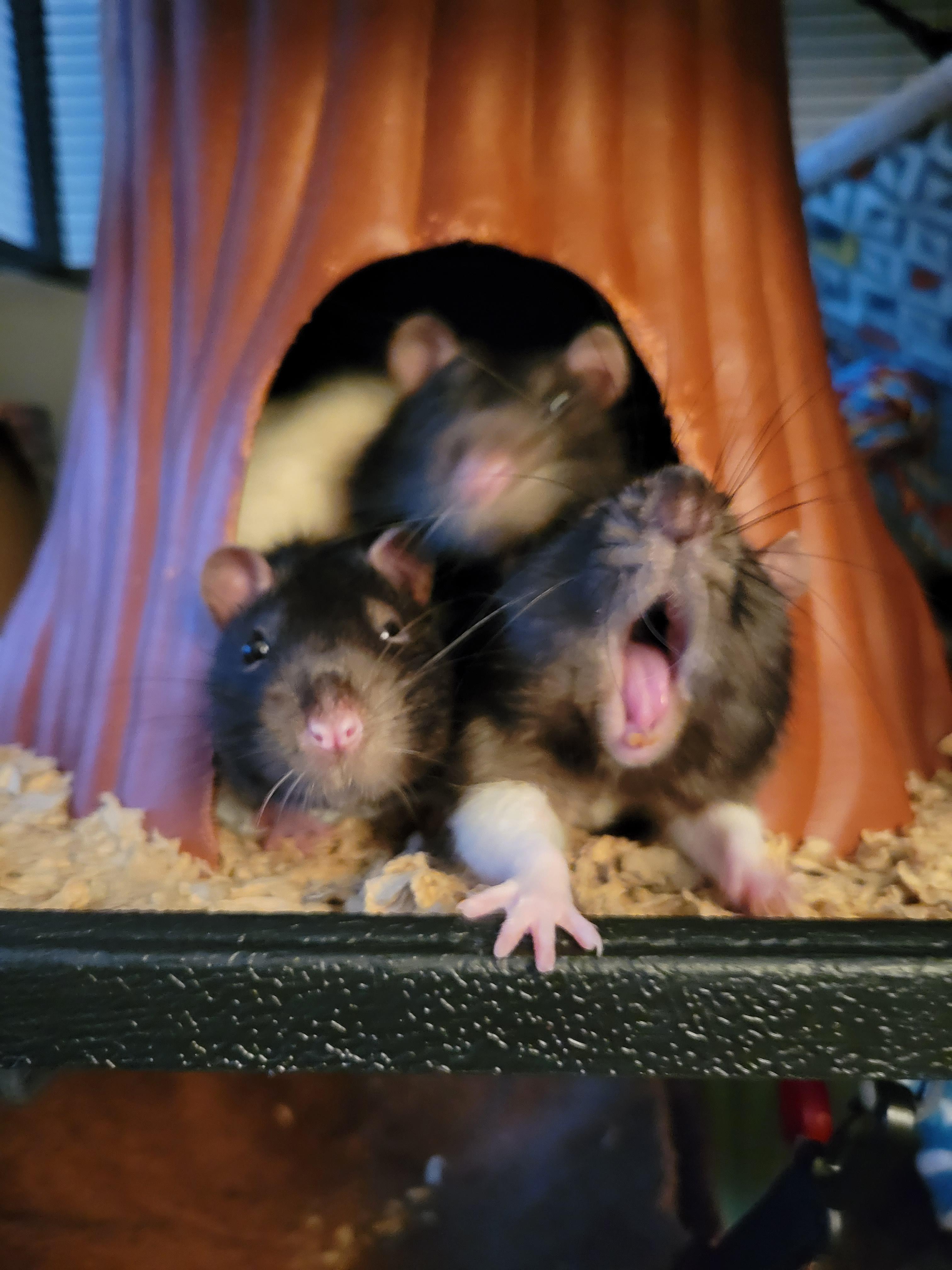 Intro Success! | Scrolller