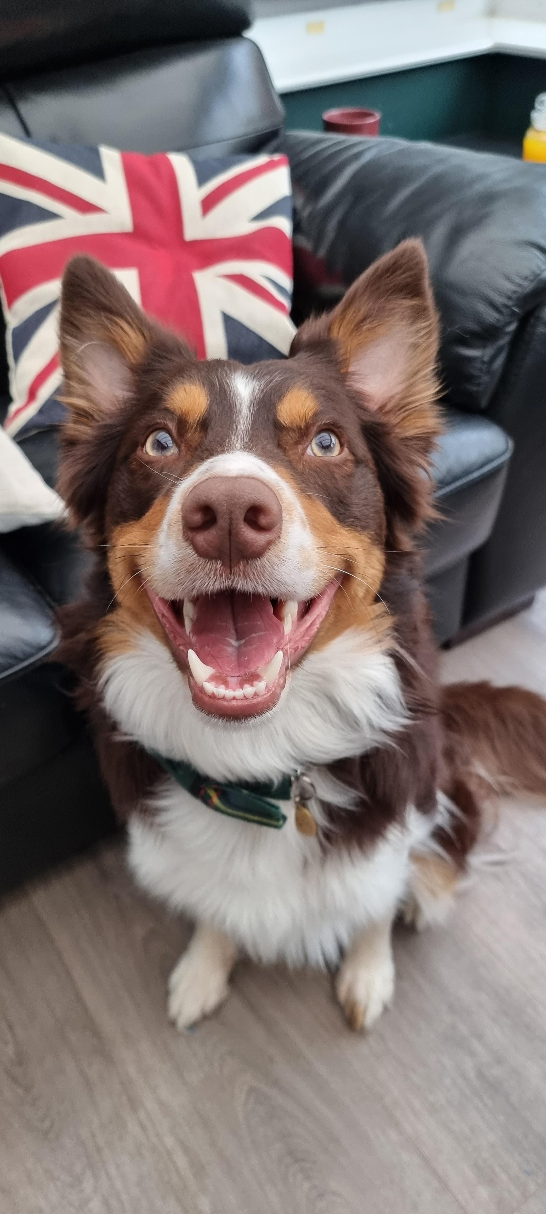 He Can Always Cheer Me Up Scrolller