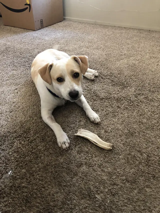 Guesses on dog breed?! | Scrolller