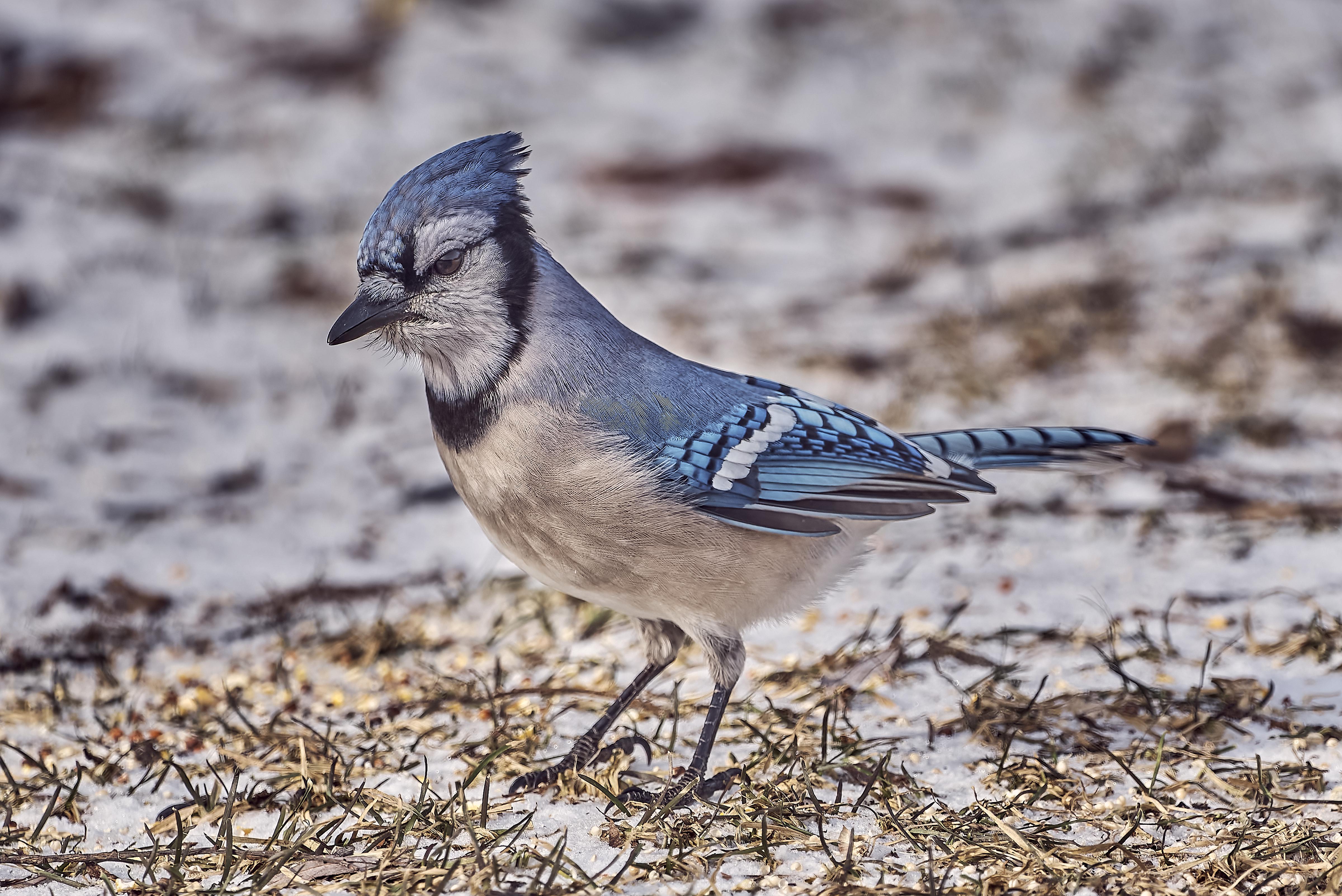Blue Jay lost in thought | Scrolller