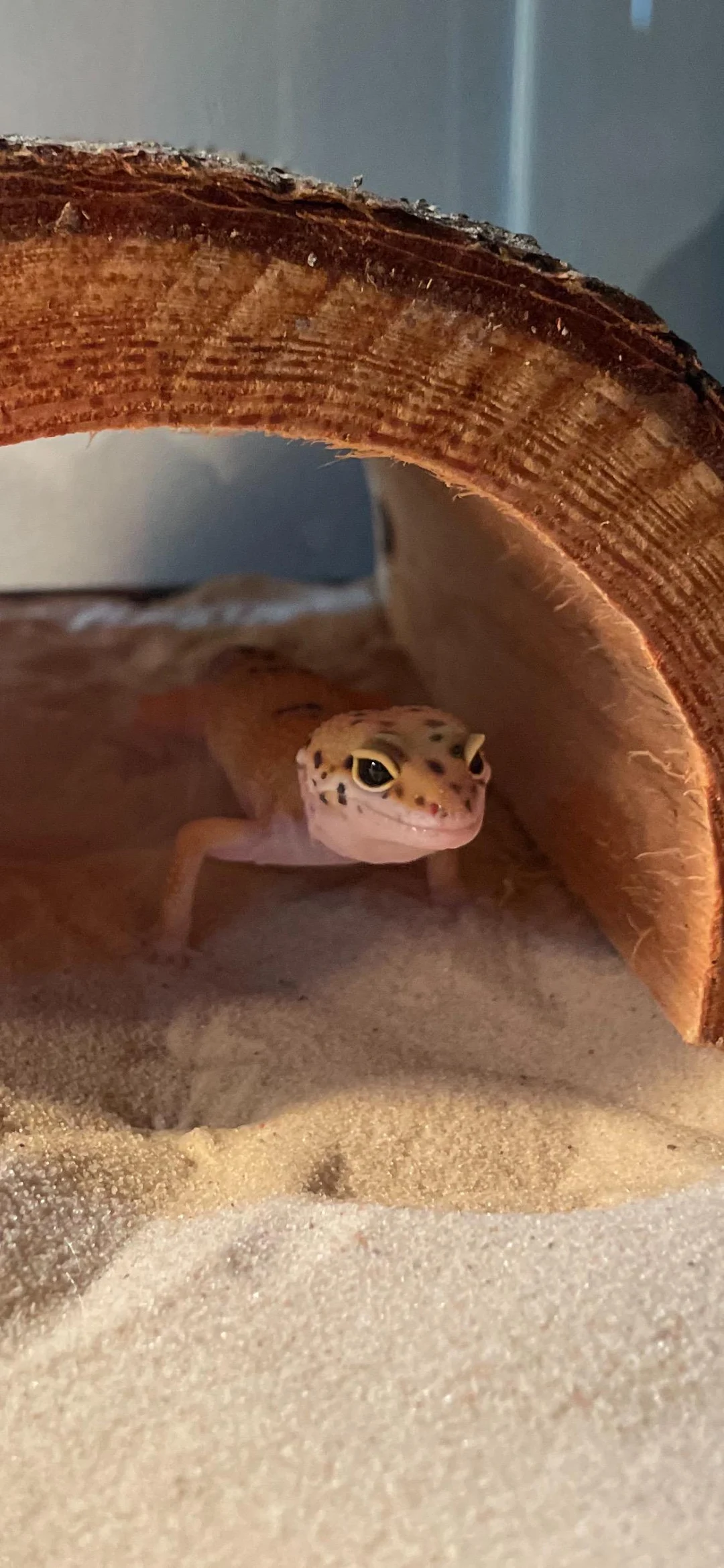 Meet Marcus! My cousin's leopard gecko! | Scrolller
