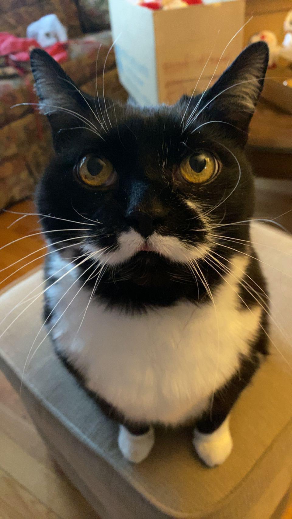My special moustache cat | Scrolller