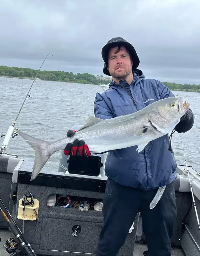 Gator in providence | Scrolller