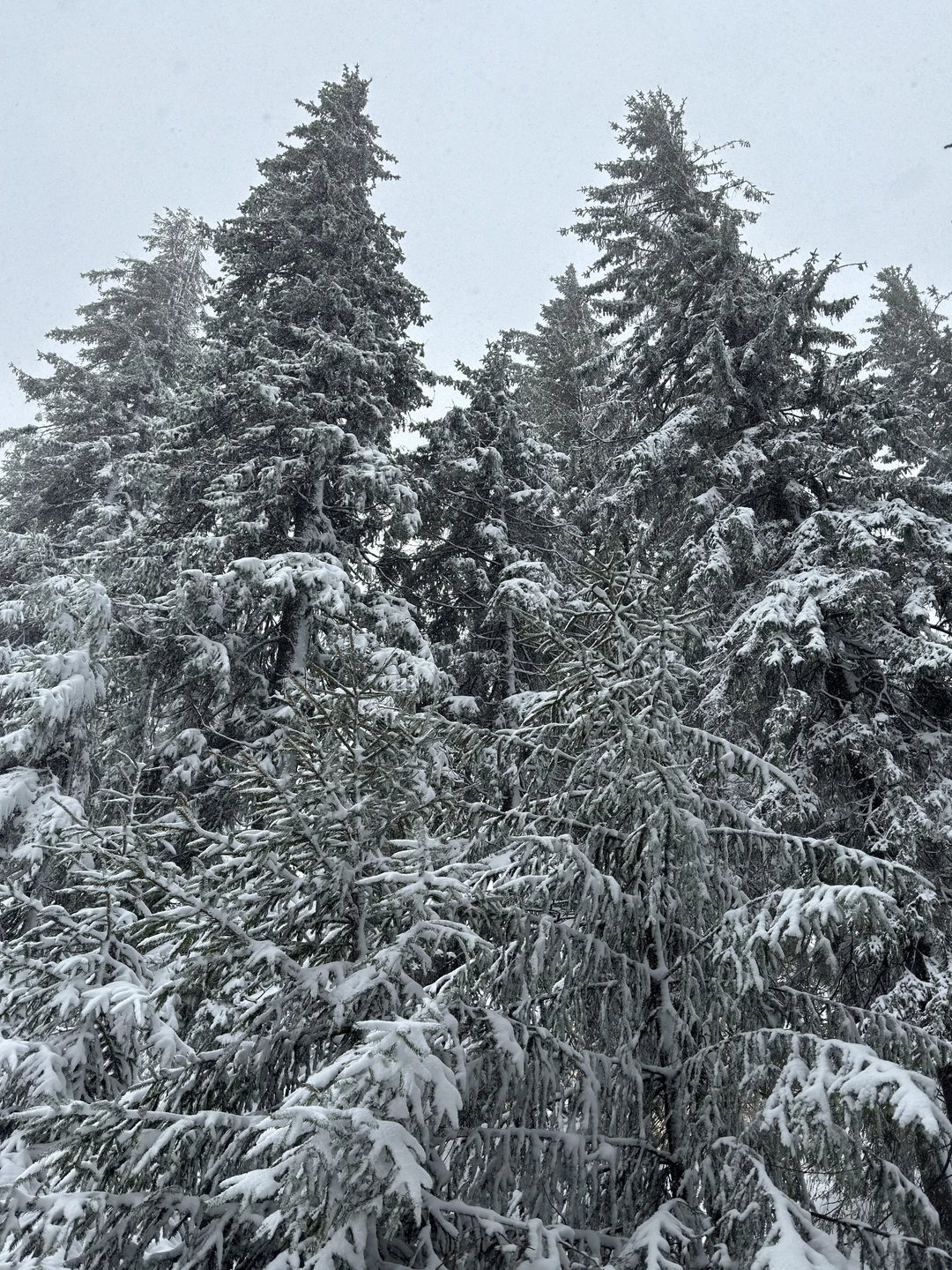 Snowy trees | Scrolller