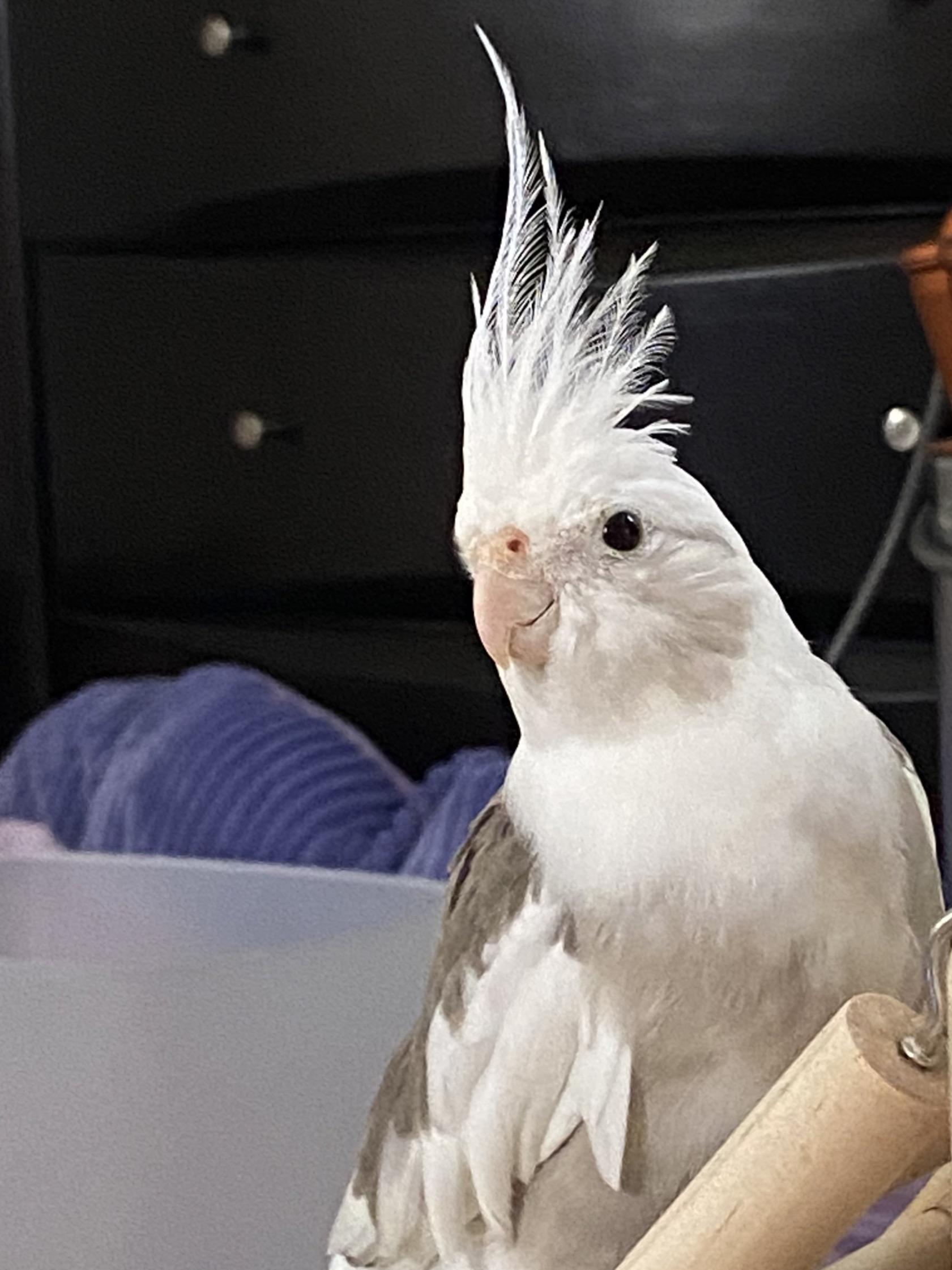 Meet Stormy! | Scrolller