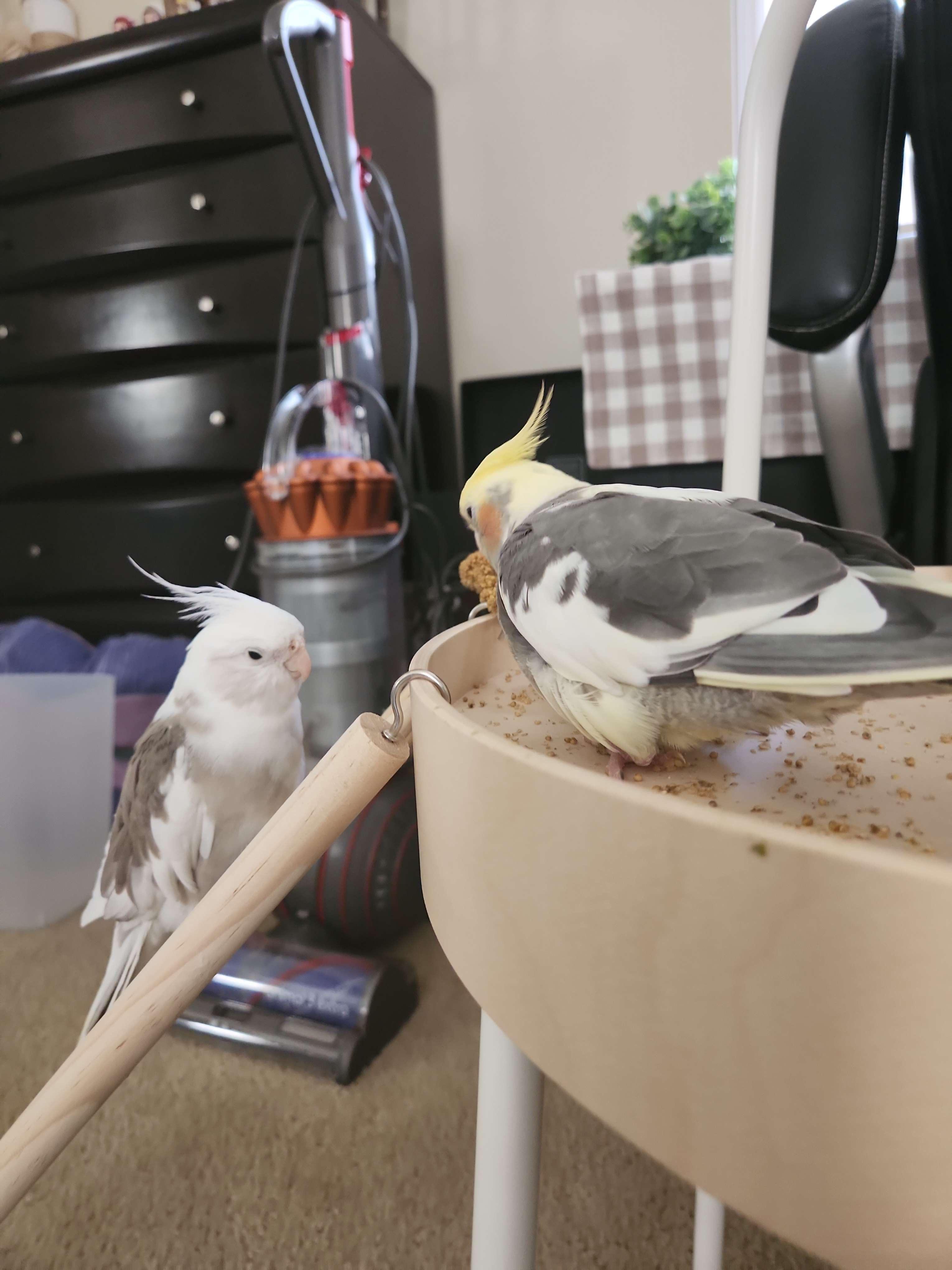 Meet Stormy! | Scrolller