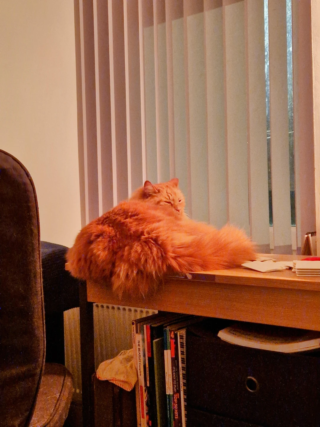 Foxy Floof Scrolller