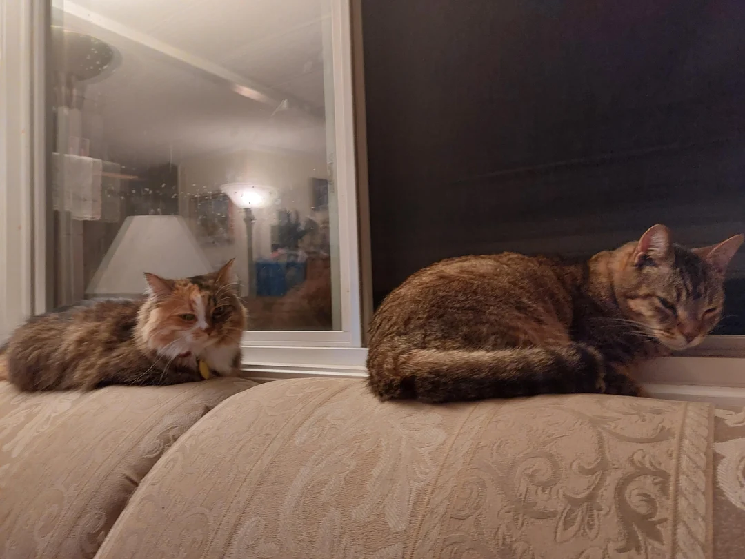 Double sofa loaves enjoying the night air. | Scrolller