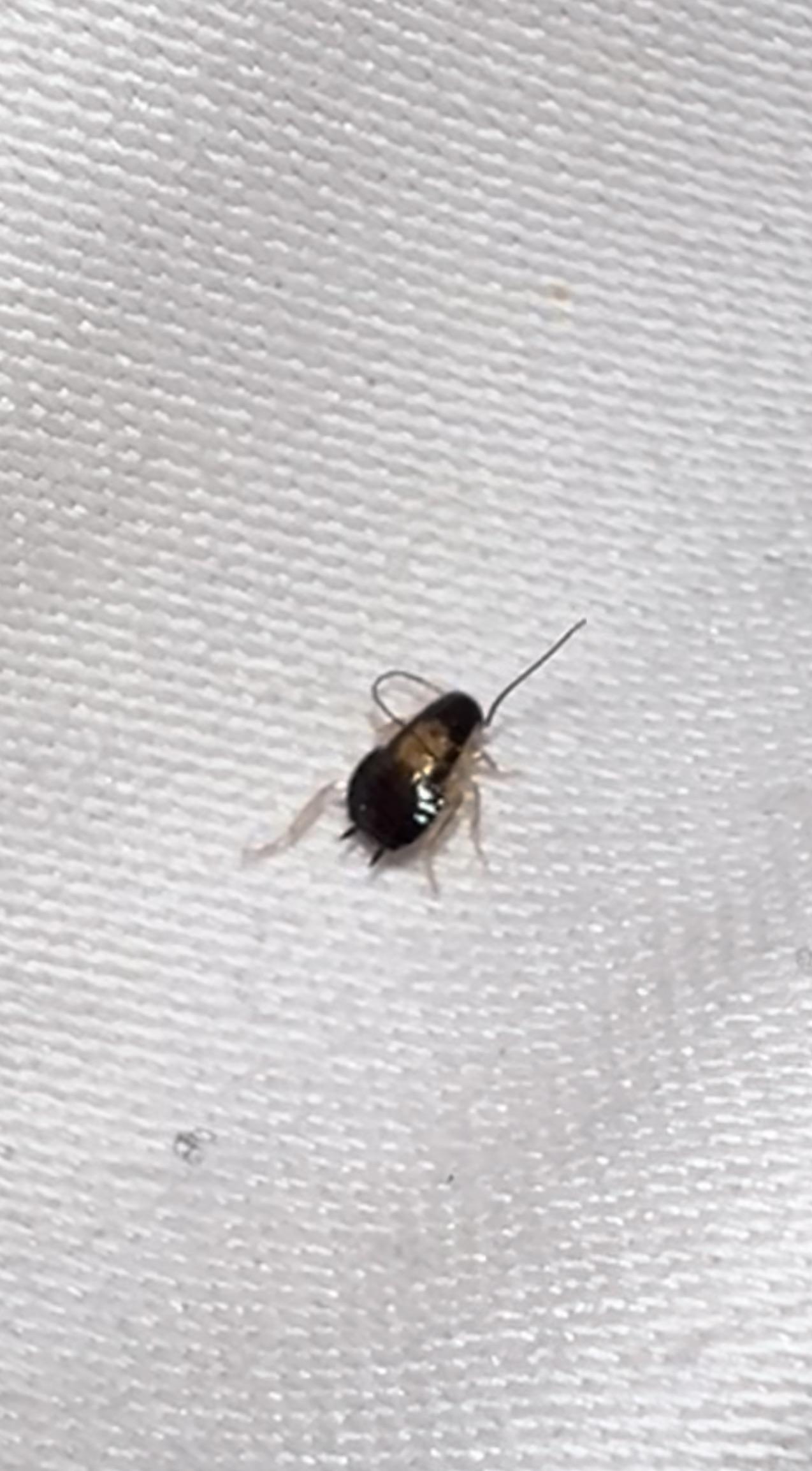 Is this a bedbug?? it's the only one i've ever seen and i'm kind of freaking out | Scrolller