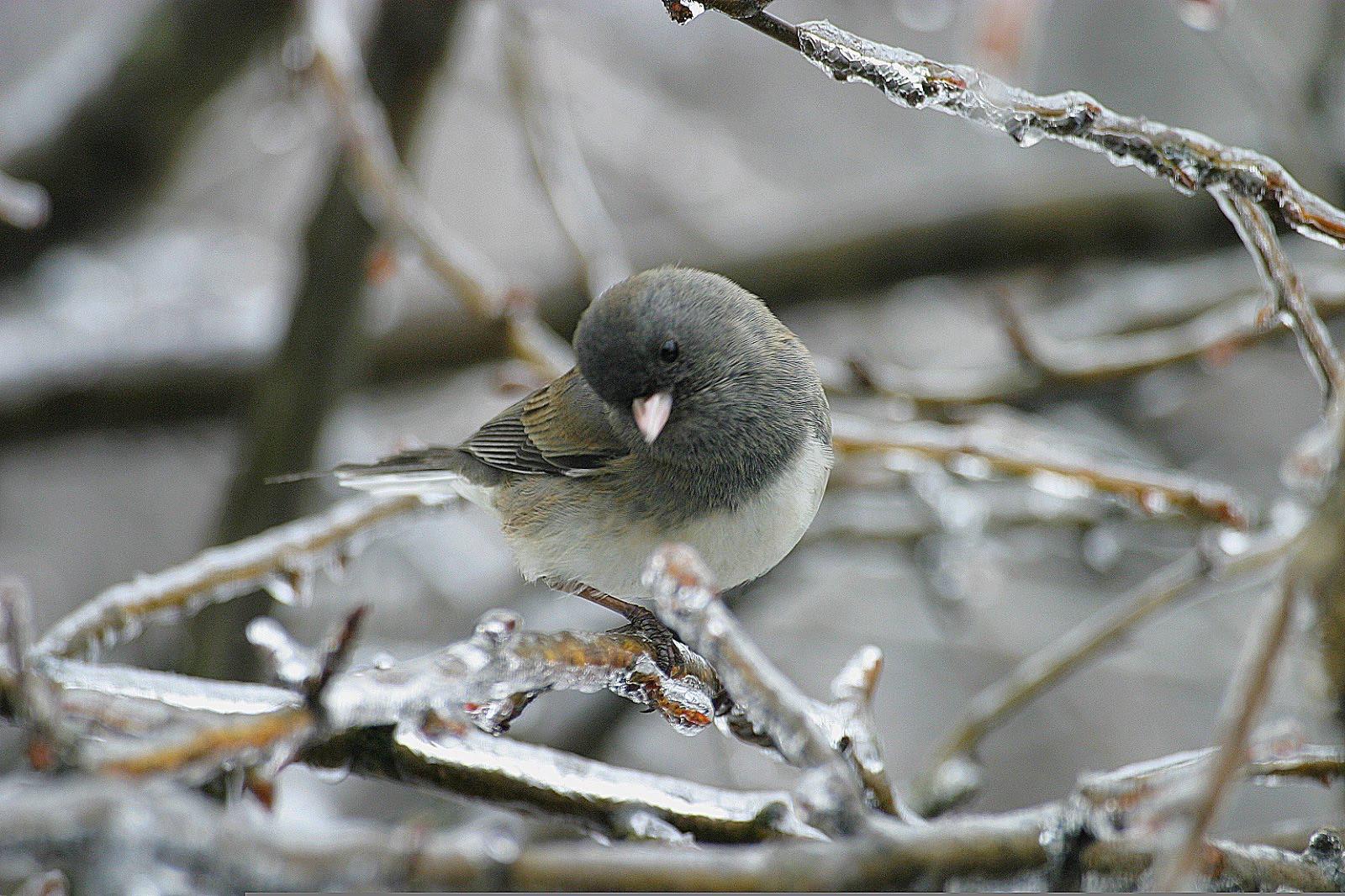 Dark eye Junco | Scrolller