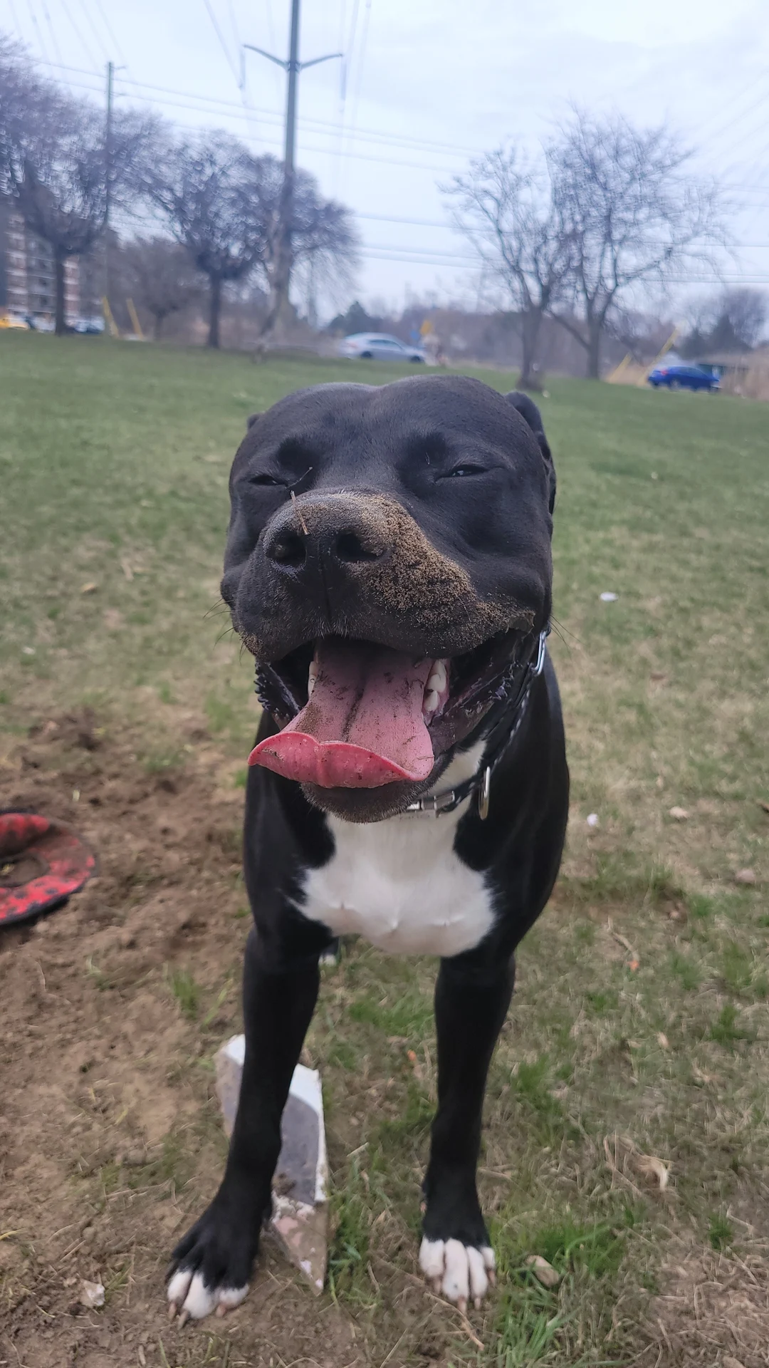 Happy, muddy boy | Scrolller