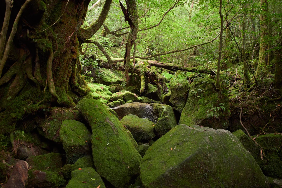 Moss Forest, Yakushima, Japan [OC] [5498x3666] | Scrolller