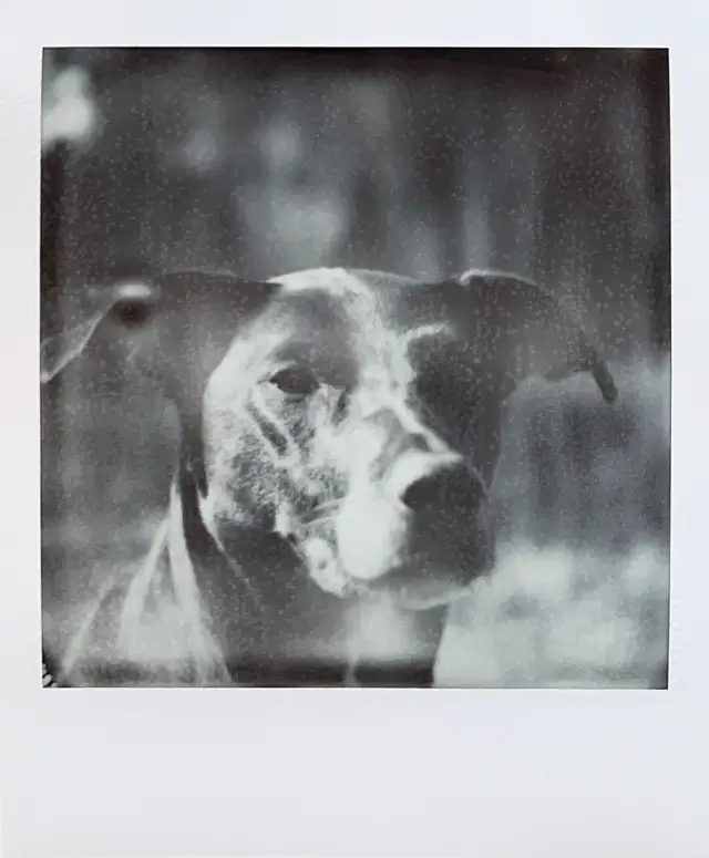 I used the tele attachment for extra bokeh (Mint SLR670-S, SX-70 film) | Scrolller