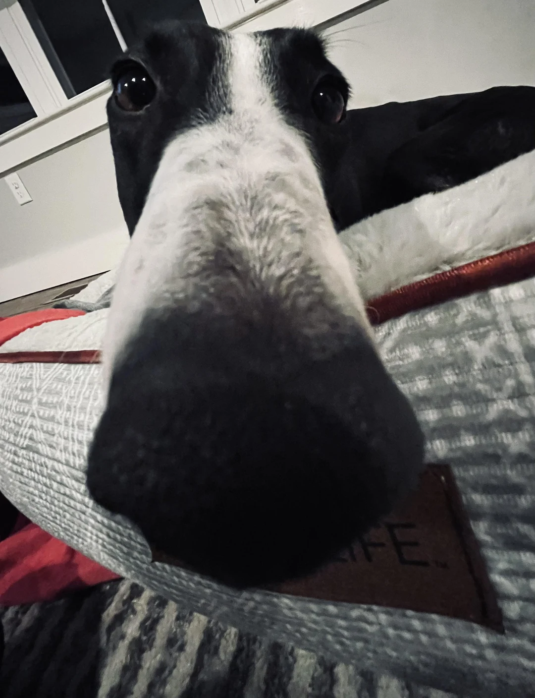 Jill BOOP | Scrolller