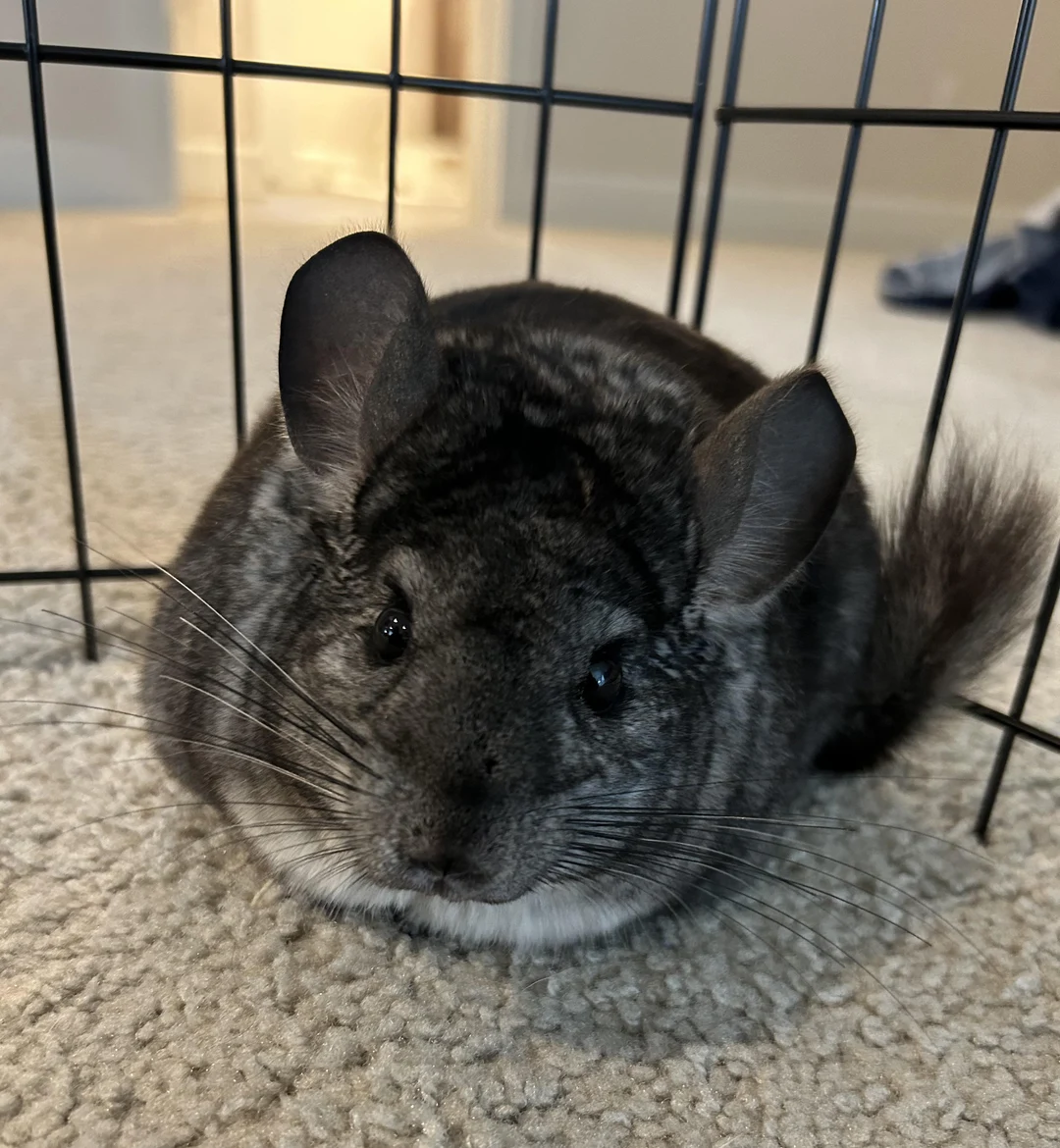 New Chinchilla Behavior | Scrolller