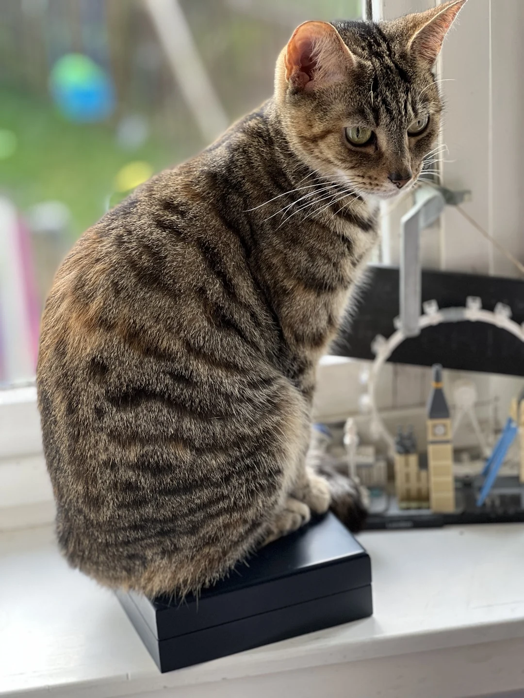 Prettily perched! | Scrolller