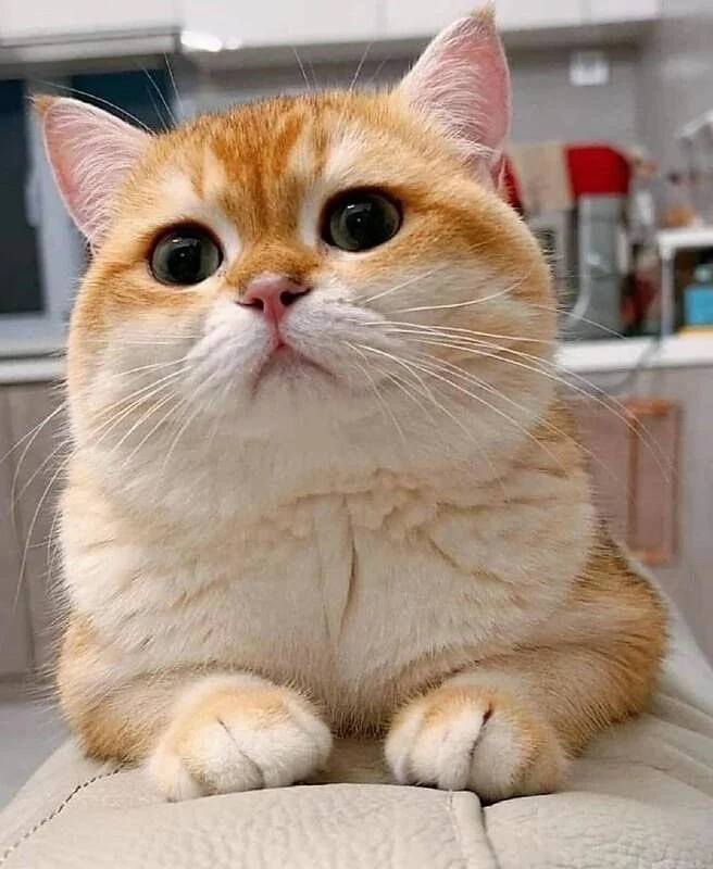 Looking Innocent Scrolller