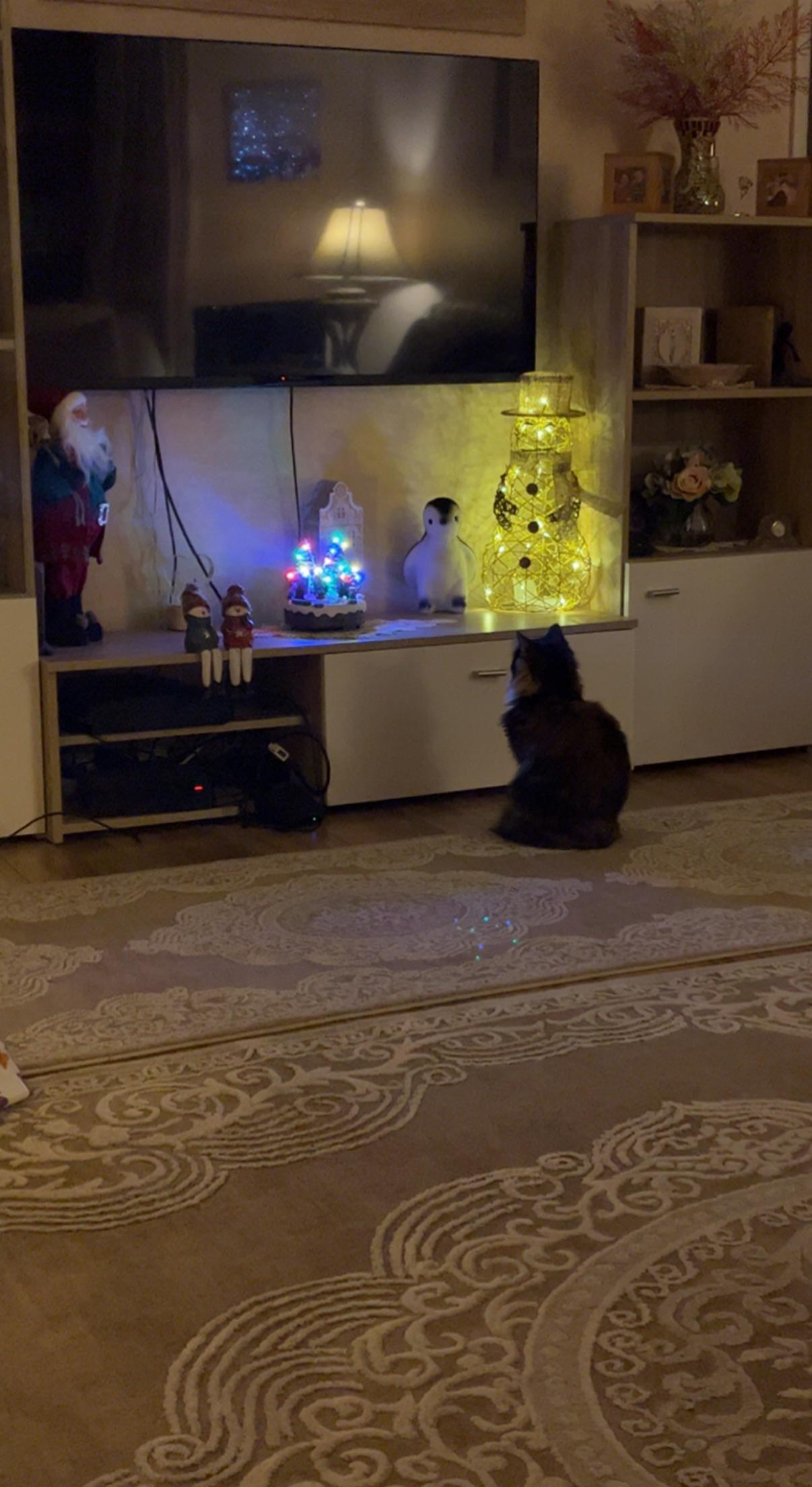 My cat’s making some plans… | Scrolller