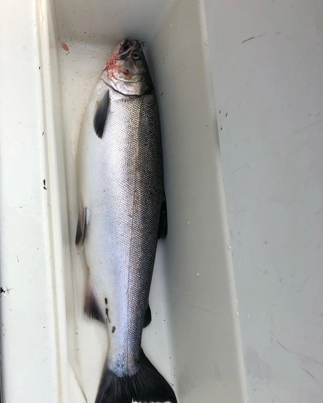 Caught my first Coho Salmon in Alaska the other day! | Scrolller