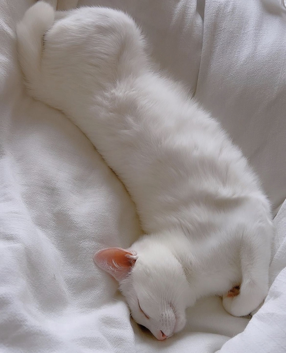 Fluffy cloud. | Scrolller