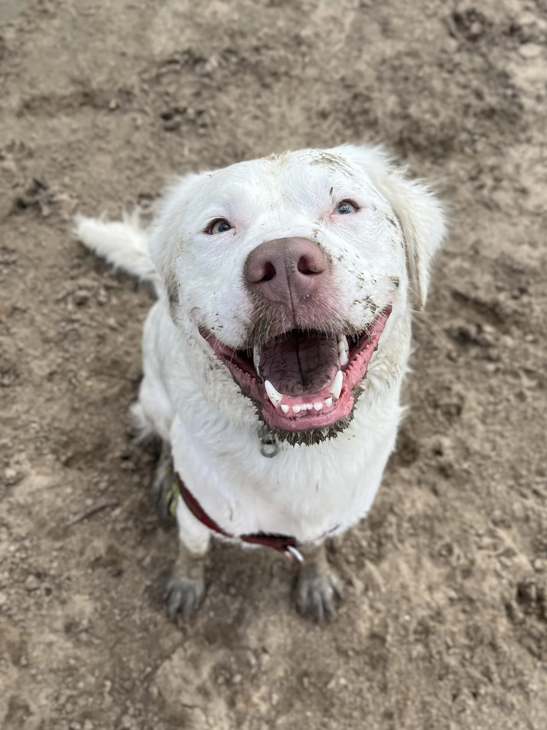 I was told to post my Winnie girl here. The joy on her face after romping in the mud! | Scrolller