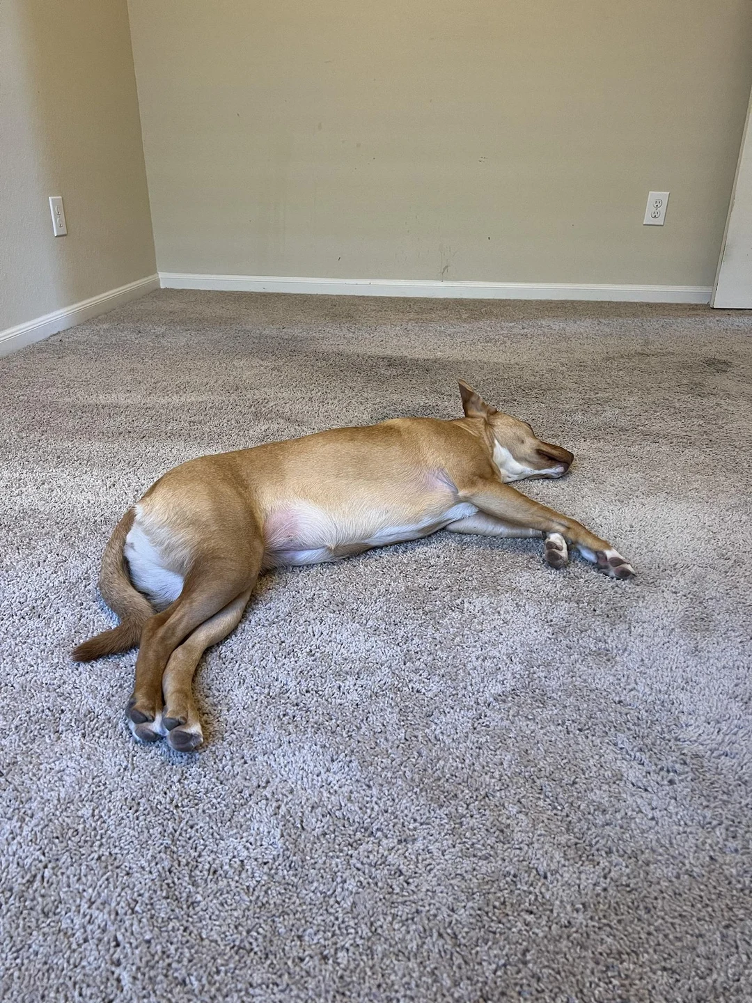 Resting During the Move! | Scrolller