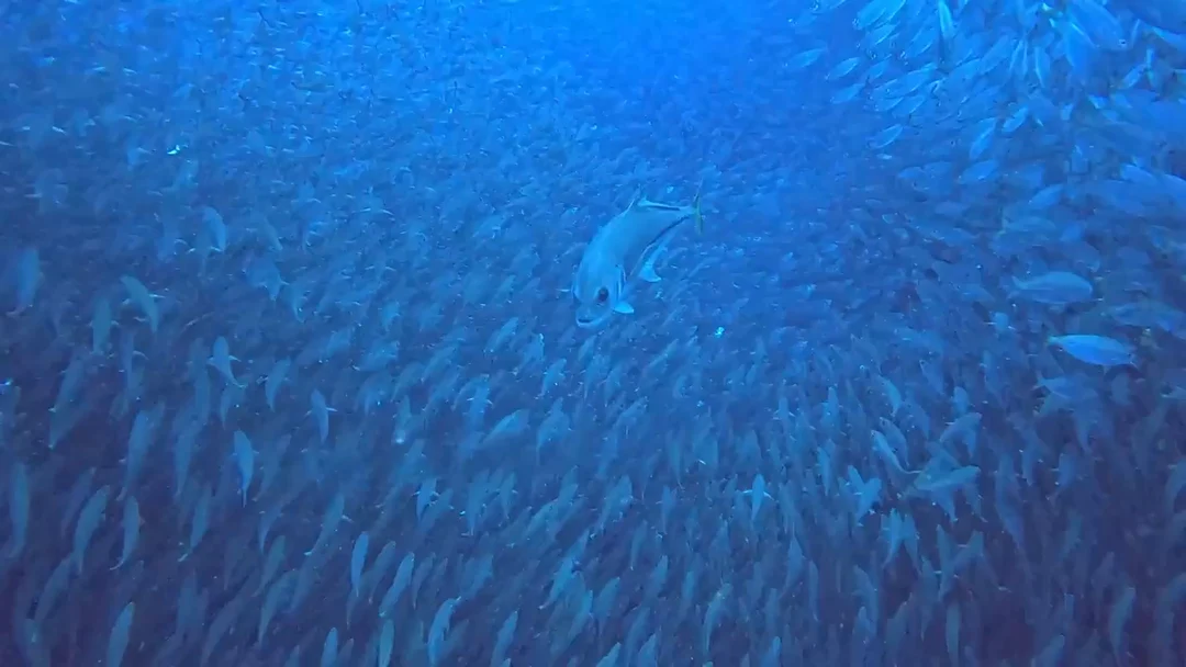 Massive Bait Ball | Scrolller