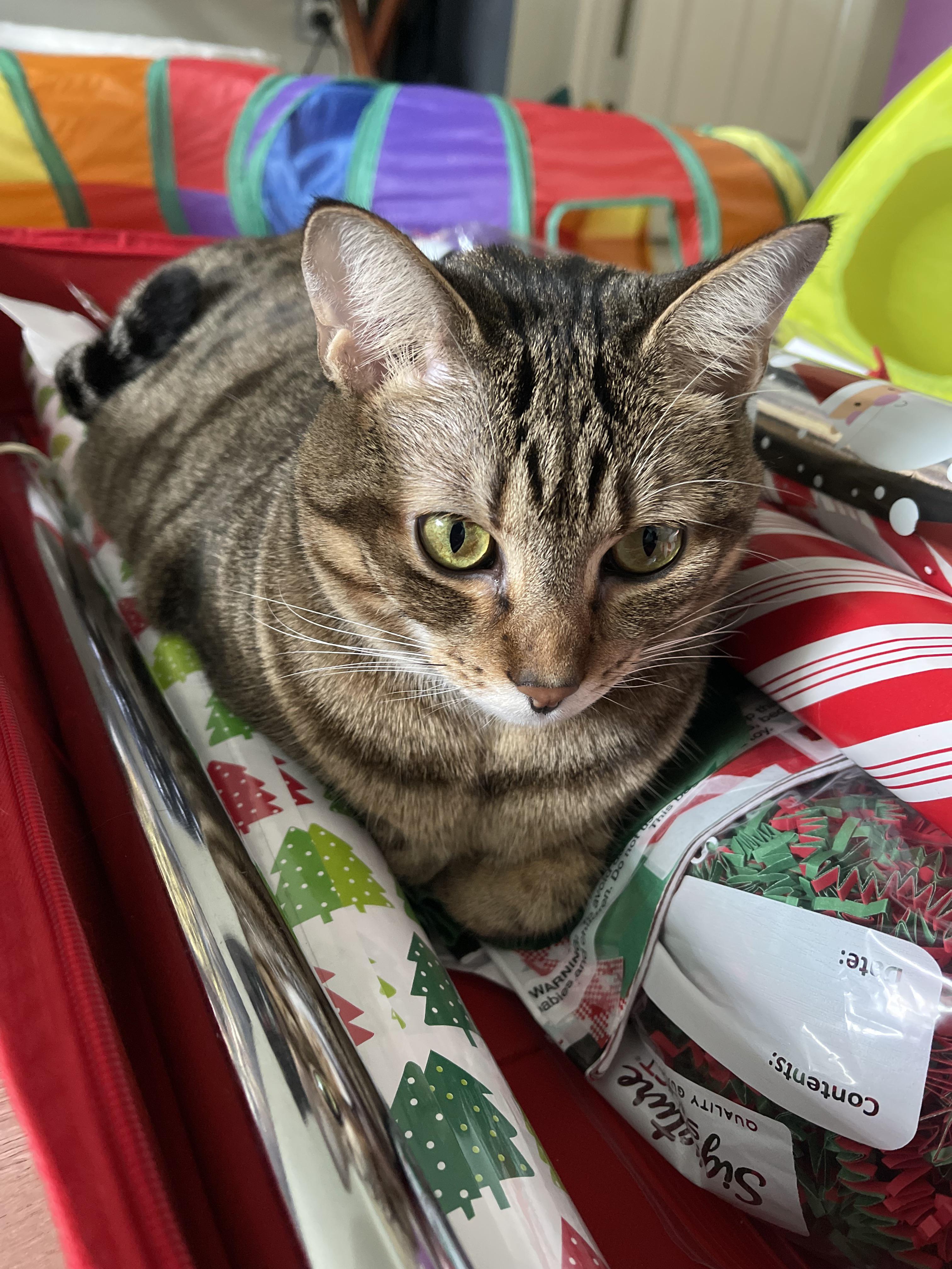 Gift wrapping loaf. [OC] | Scrolller