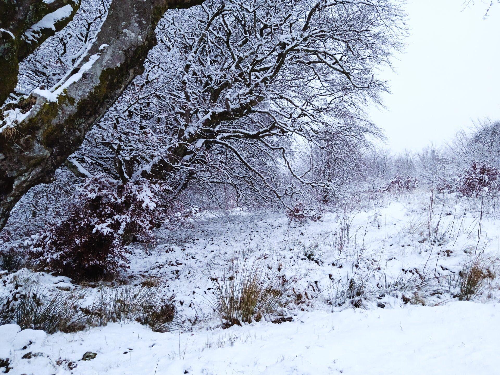 Snowy arched trees | Scrolller