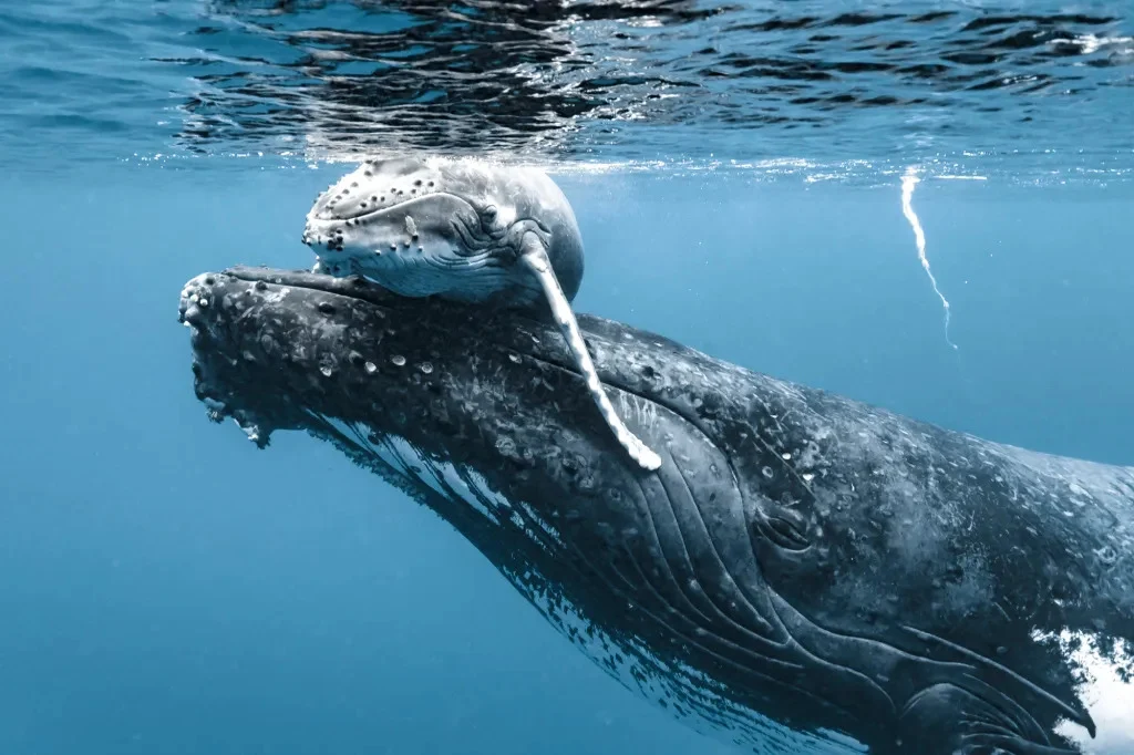 Humpback whale | Scrolller
