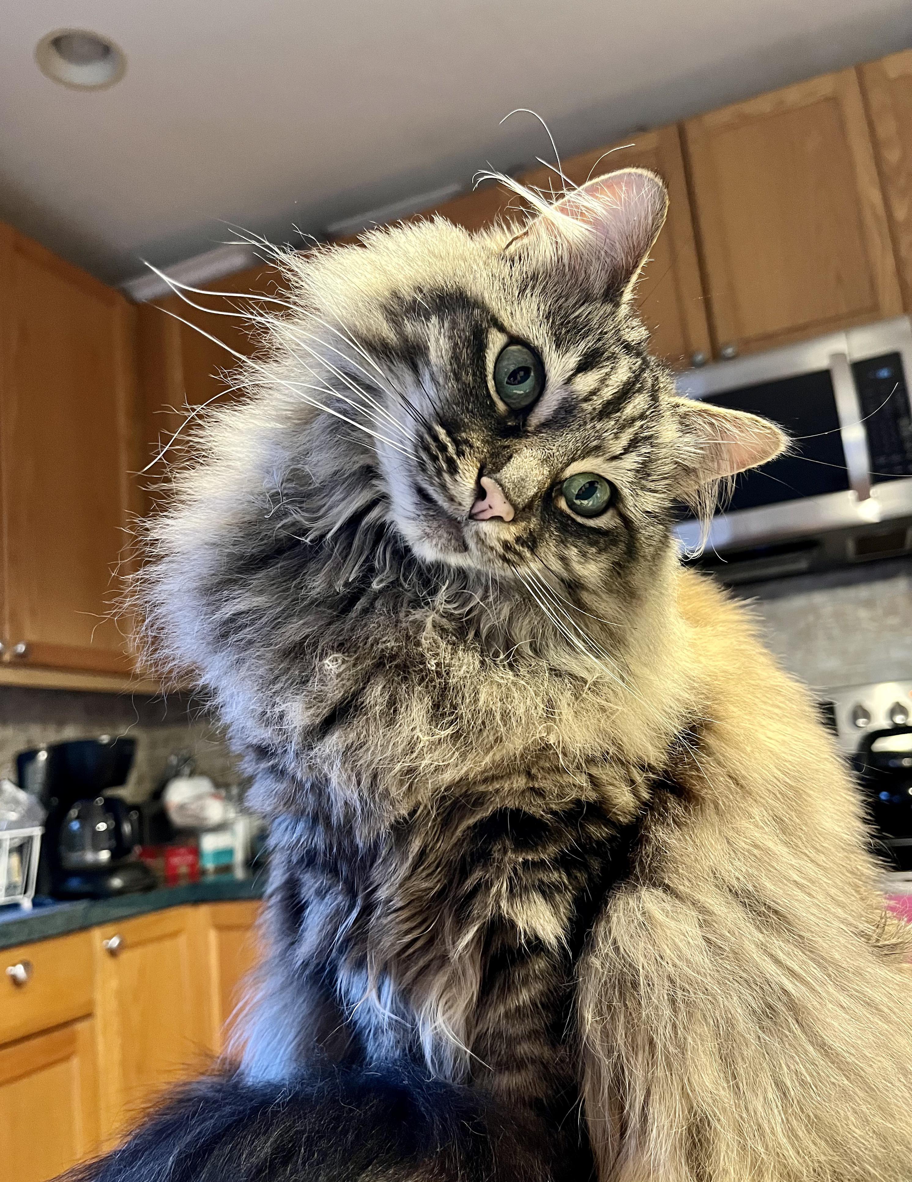 Ivy has some questions | Scrolller