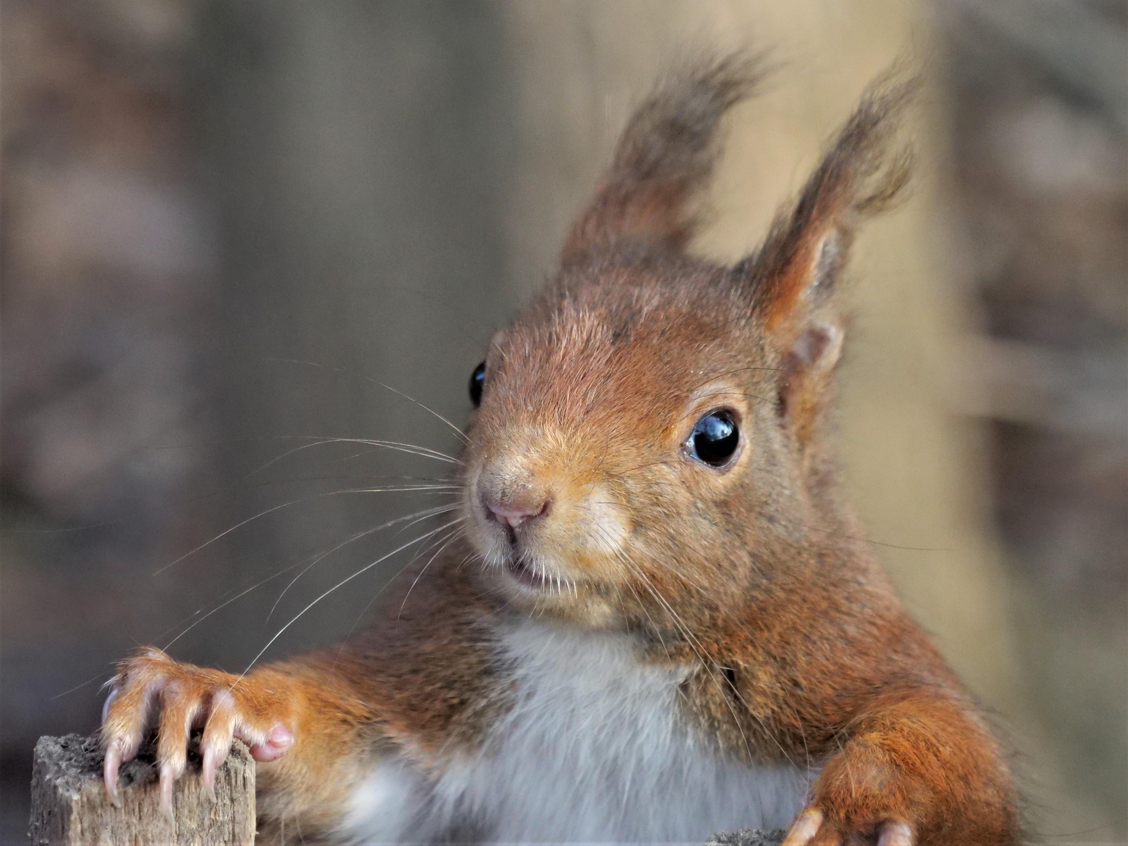 Chirsty, the queen of squirrels | Scrolller