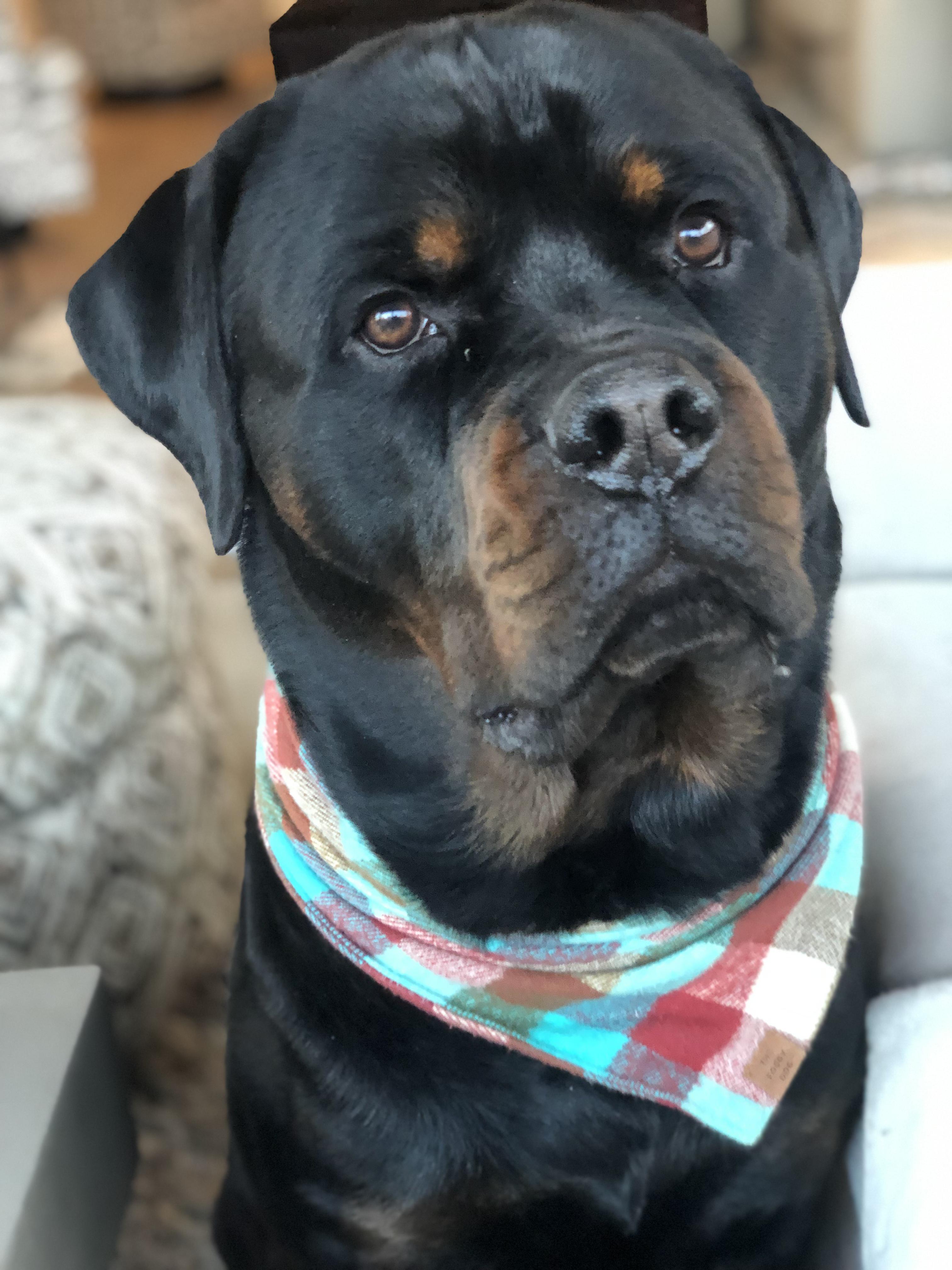 Roy is still silly despite looking distinguished here | Scrolller