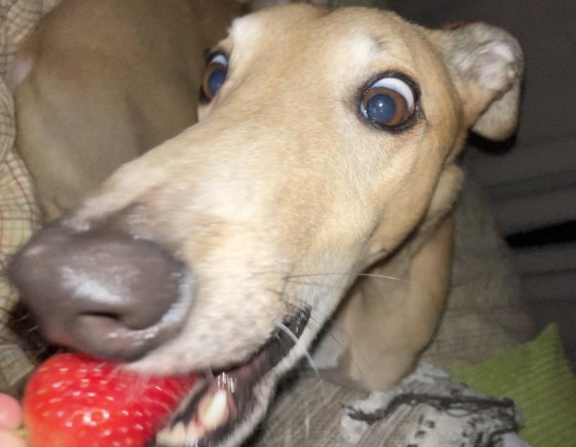 Berry bandit | Scrolller