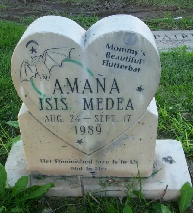 Flutterbat. Fairview memorial park. Albuquerque, NM. | Scrolller