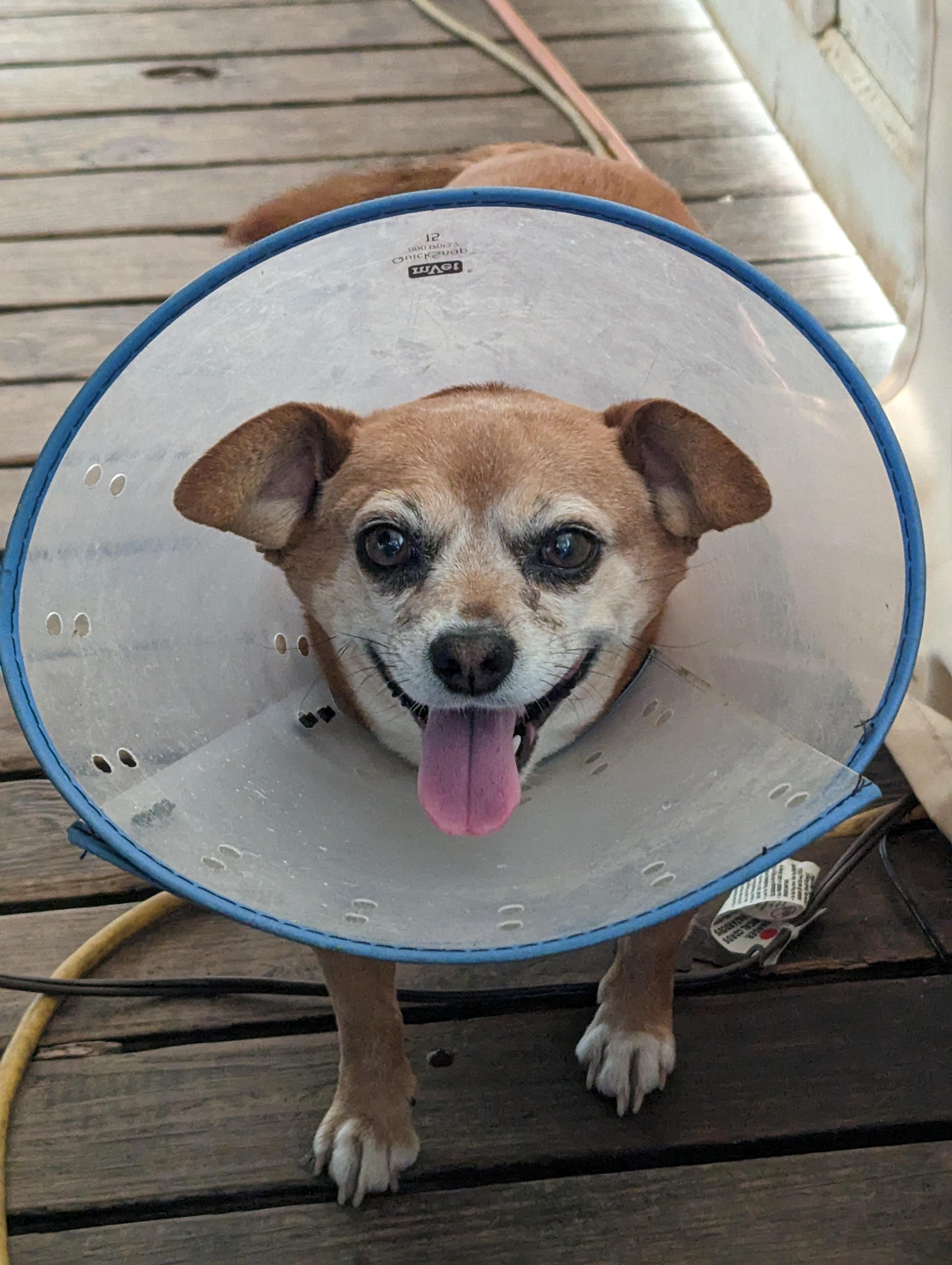 Cone of shame. She's still smiling. | Scrolller