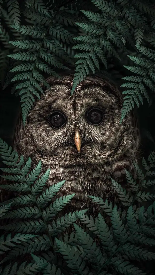 Superb Owl | Scrolller