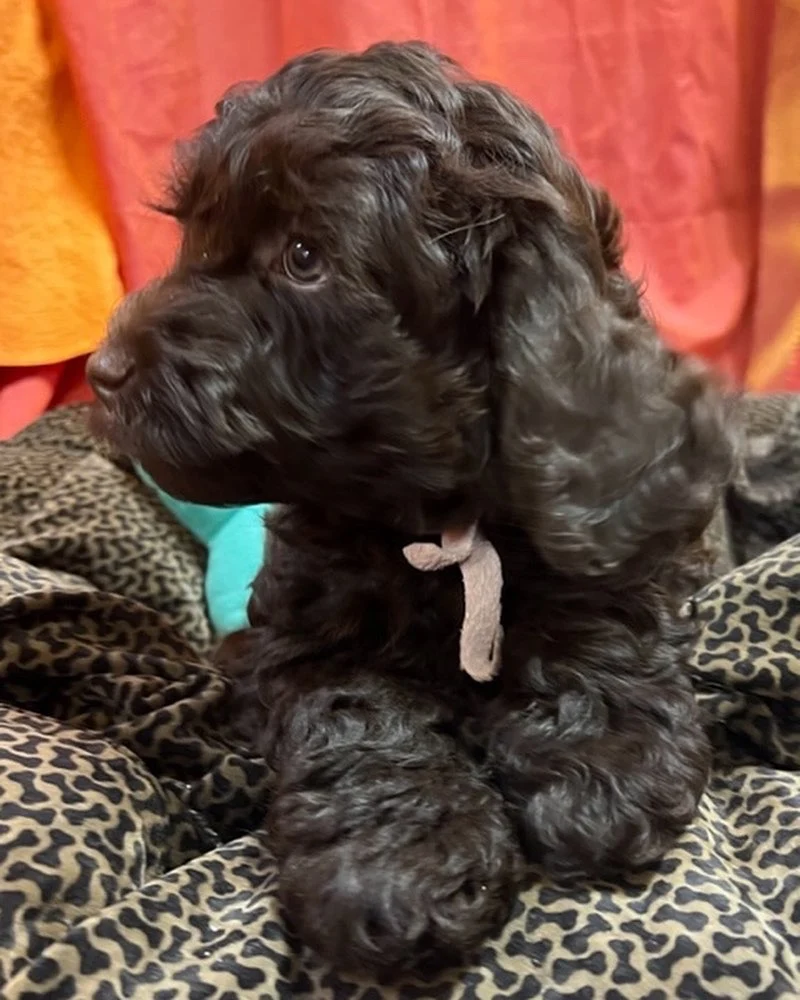 Meet Dory (Australian Labradoodle) | Scrolller